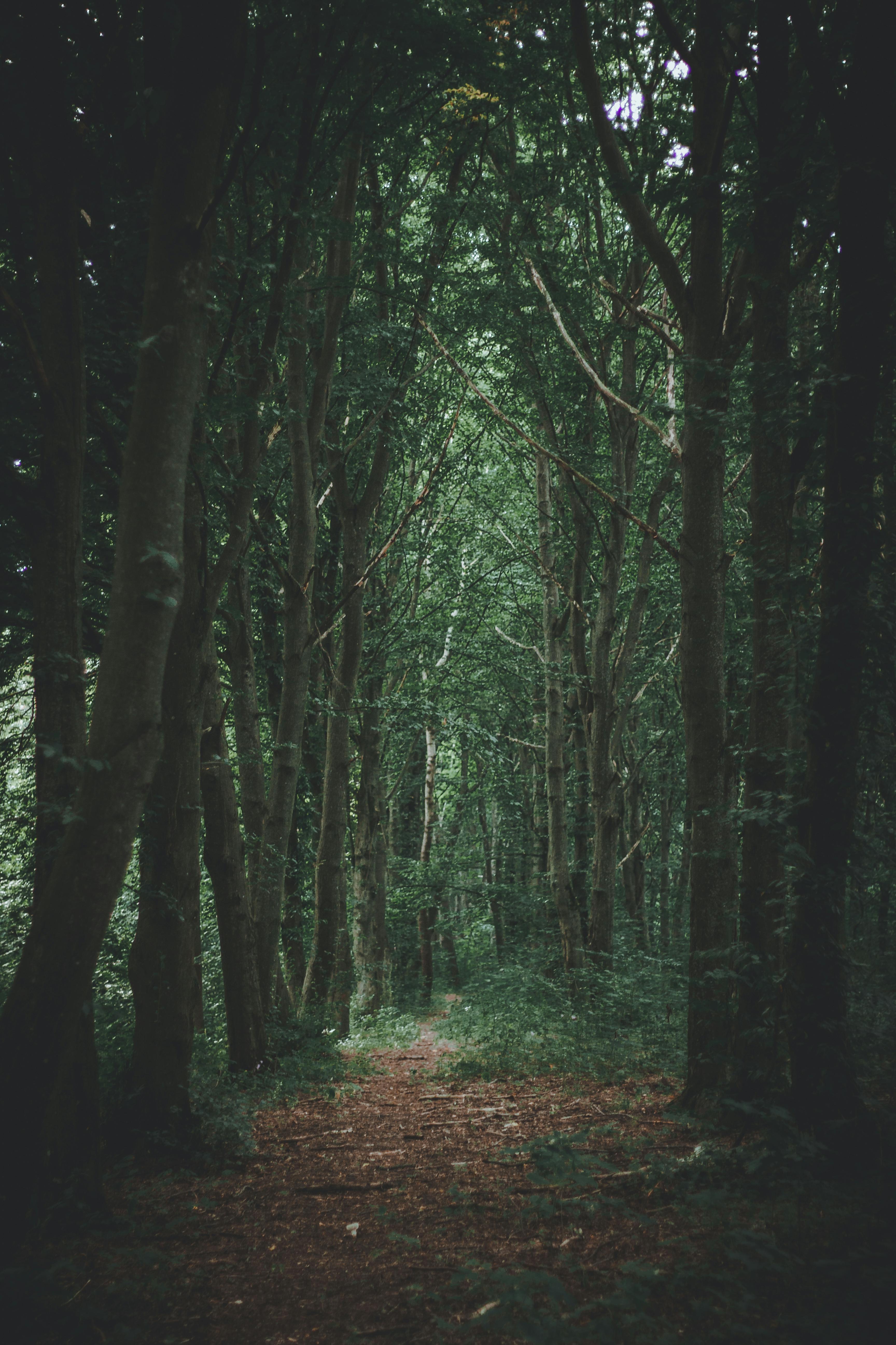 A Trail in the Forest · Free Stock Photo