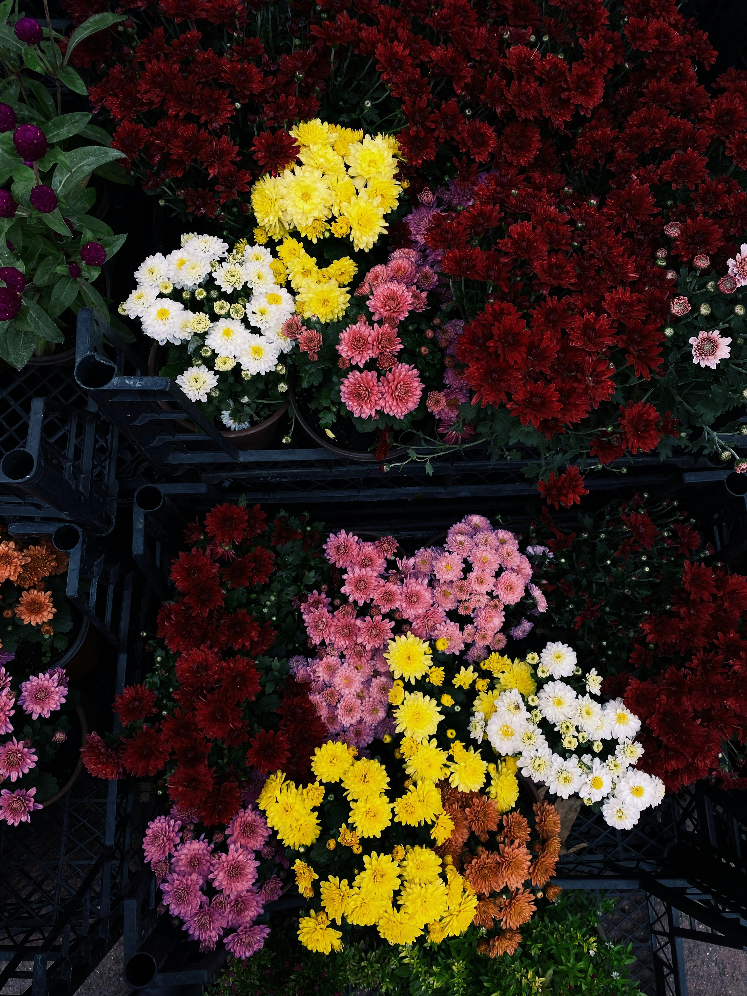Flowers of Different Colors · Free Stock Photo