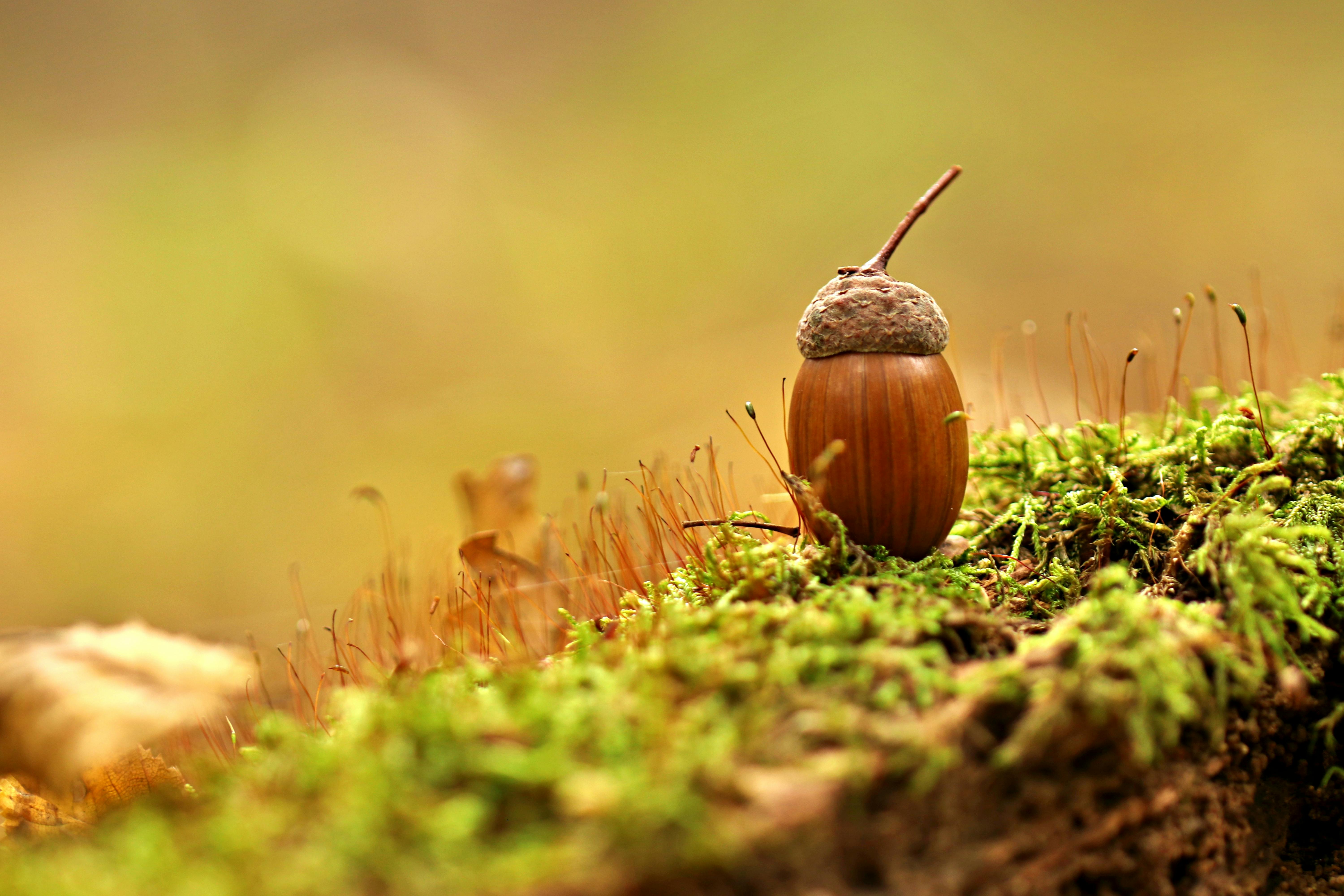 Close-Up of an Acorn · Free Stock Photo