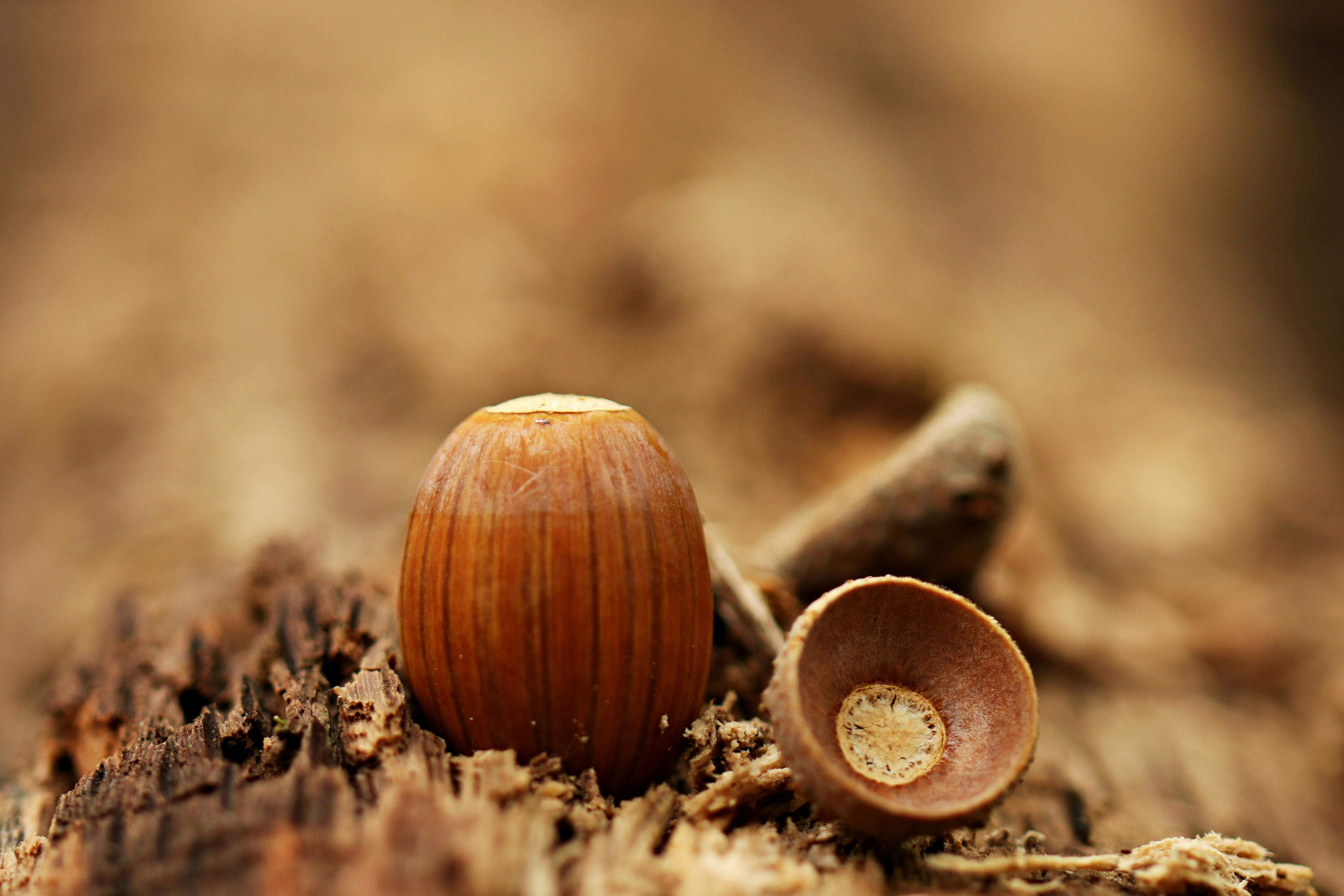 Close-up Photo of a Single Acorn · Free Stock Photo