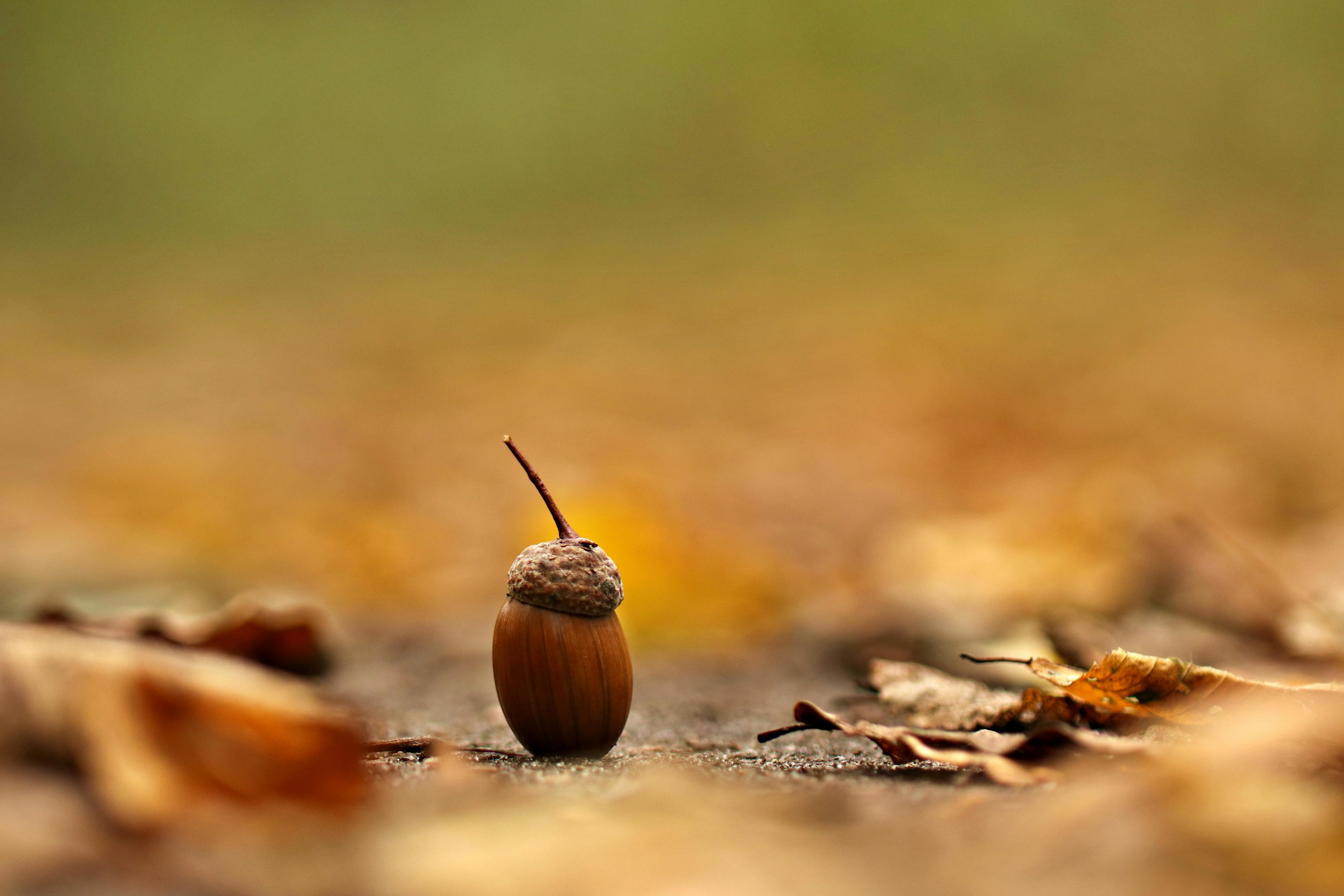 147+ Best Free Acorn Stock Photos & Images · 100% Royalty-Free HD Downloads