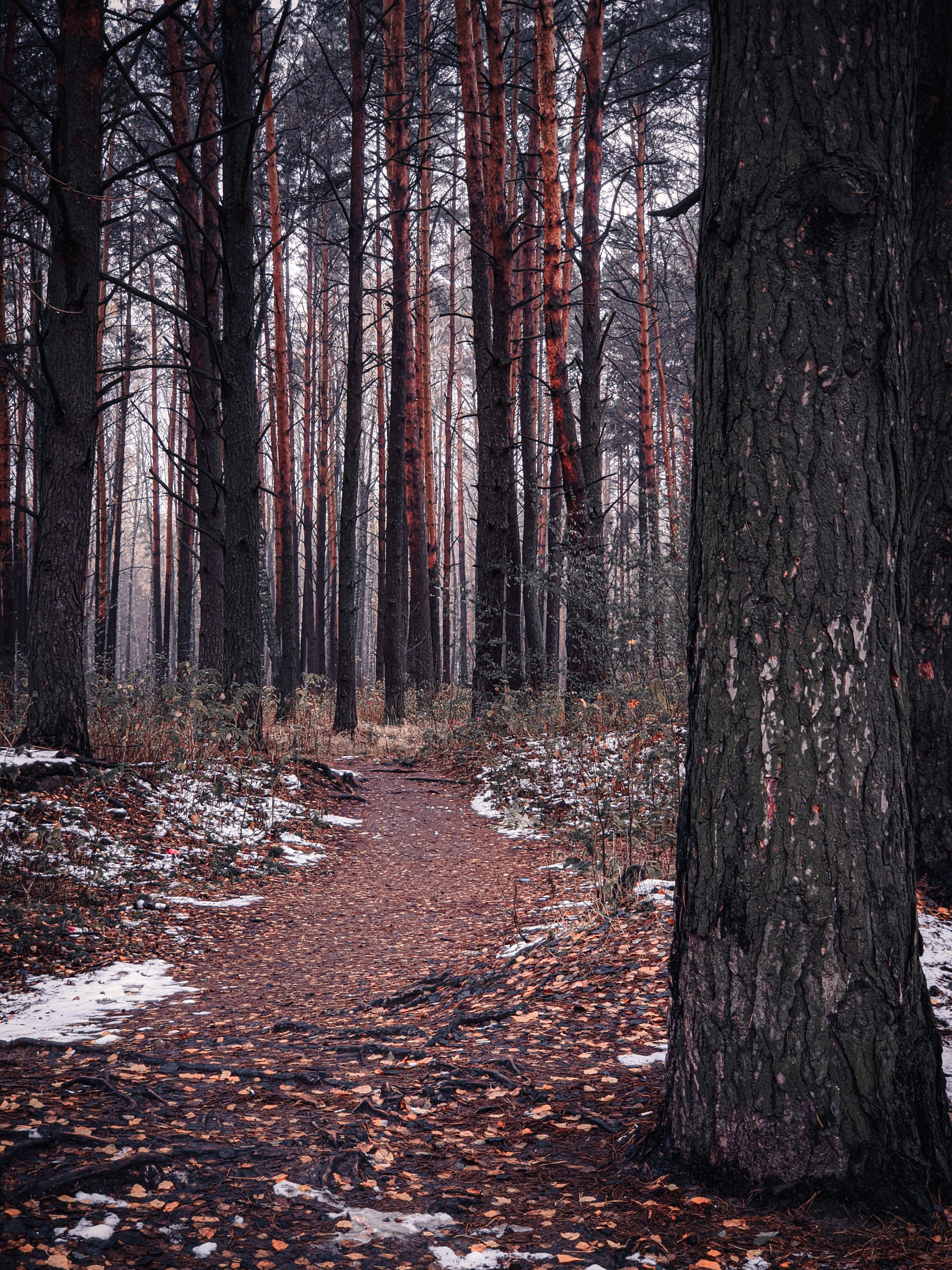 A Trail in the Forest · Free Stock Photo