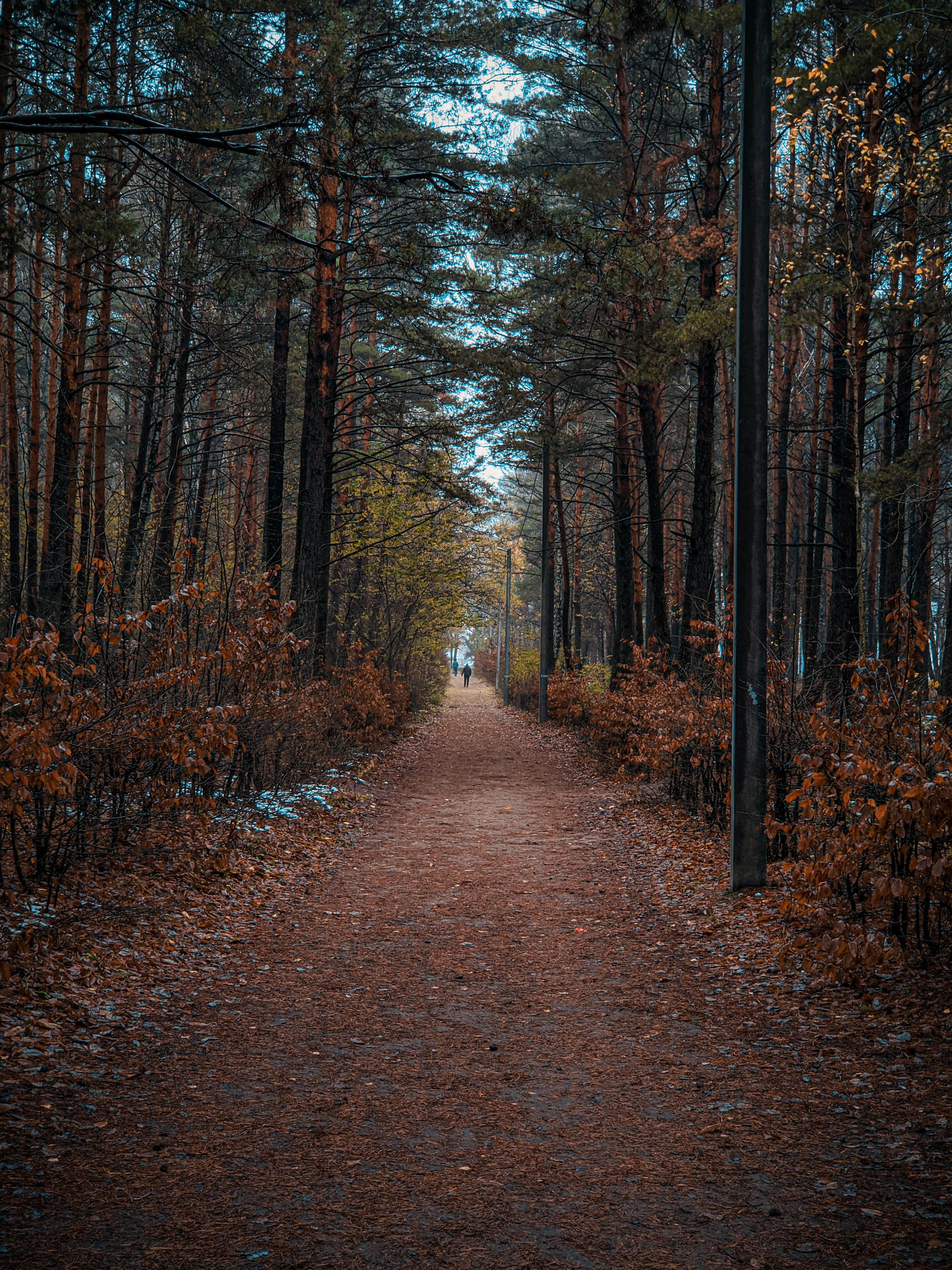 Person Walking on a Pathway Between Trees · Free Stock Photo