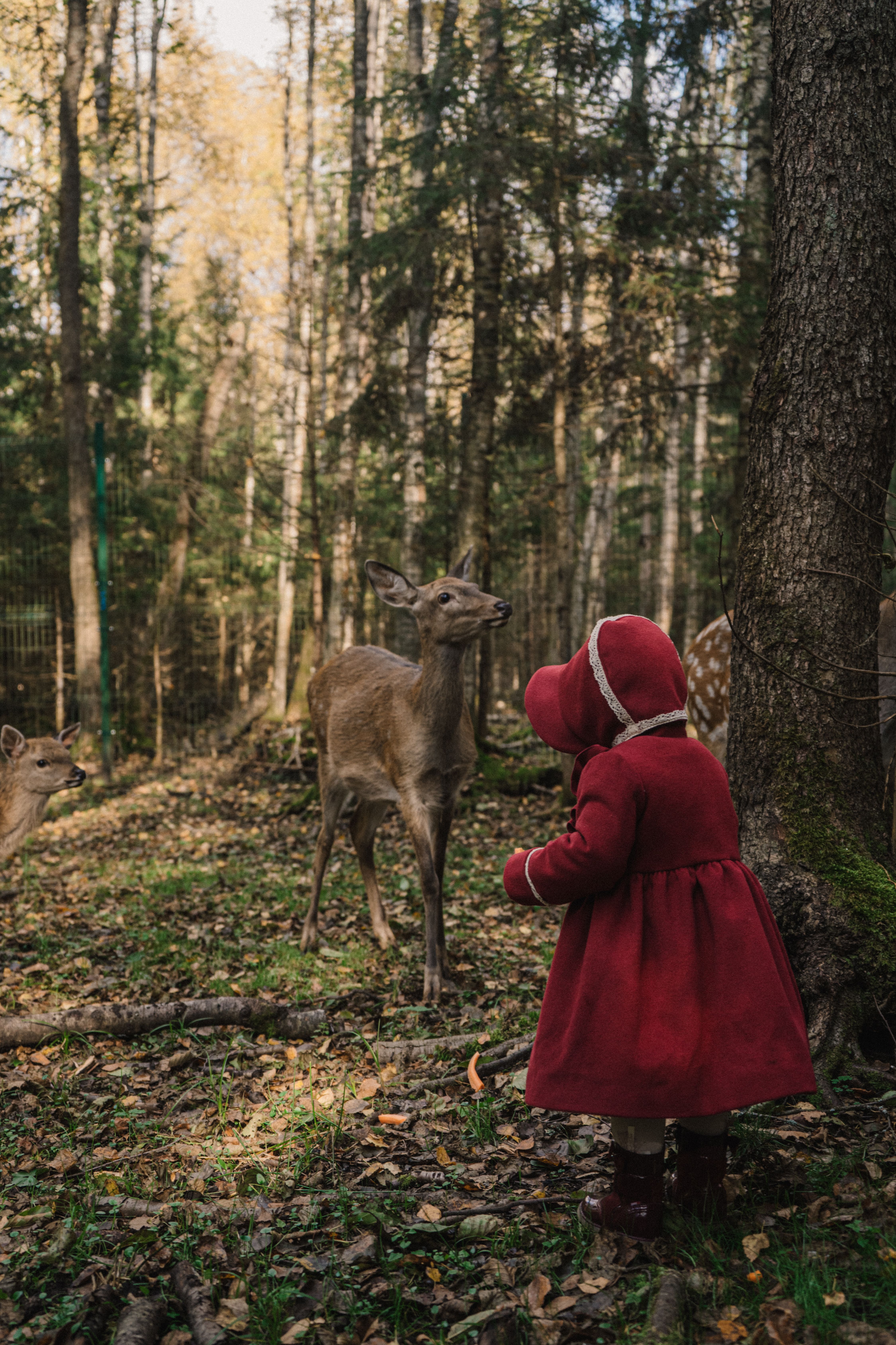 A Child in Red Hoodie Standing Beside Brown Deer · Free Stock Photo