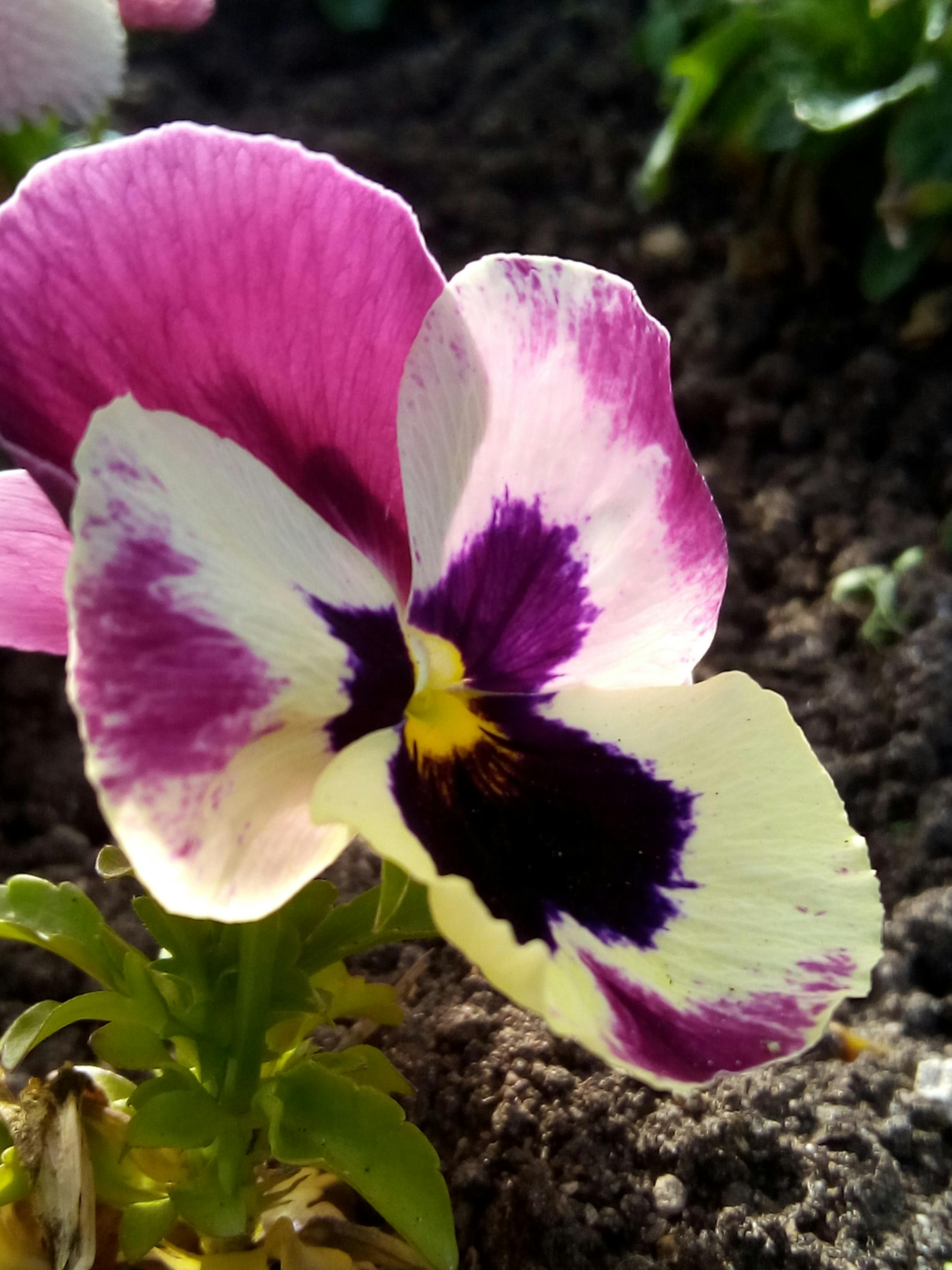 Flower/fleur - Viola Cornuta 18 Photos & Videos Collected by DN.Blessing