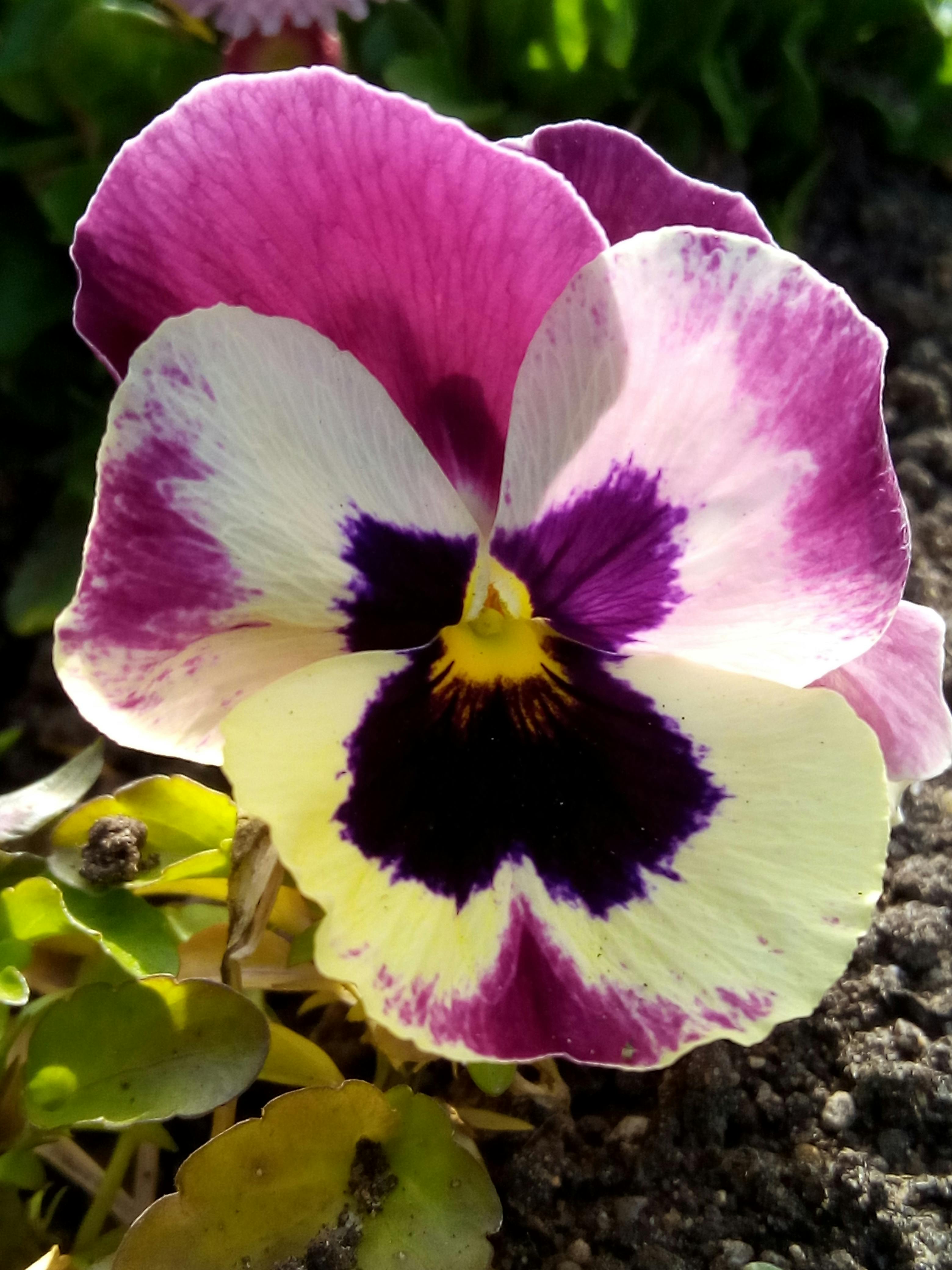 Flower/fleur - Viola Cornuta 18 Photos & Videos Collected by DN.Blessing