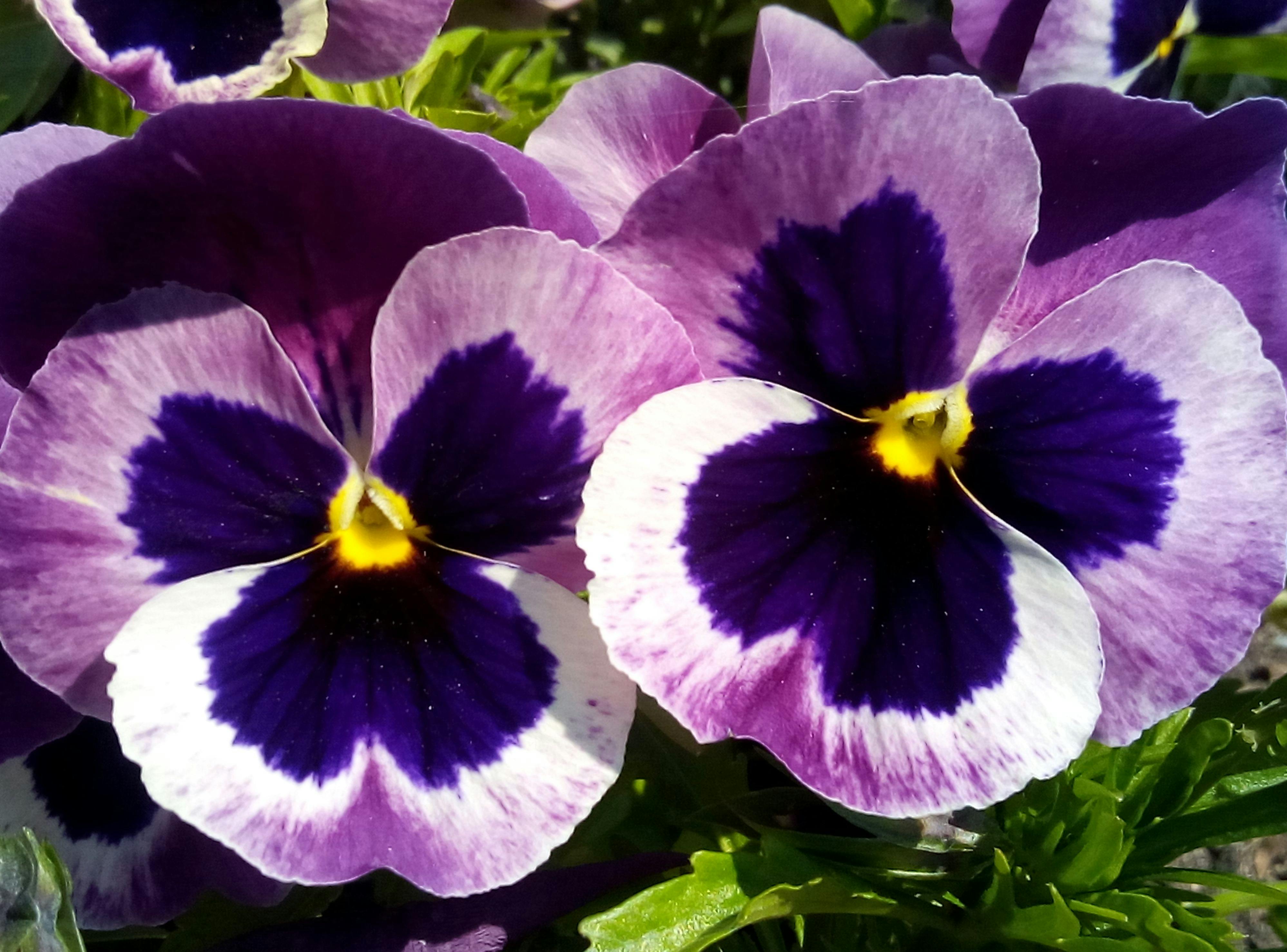 Flower/fleur - Viola Cornuta 18 Photos & Videos Collected by DN.Blessing