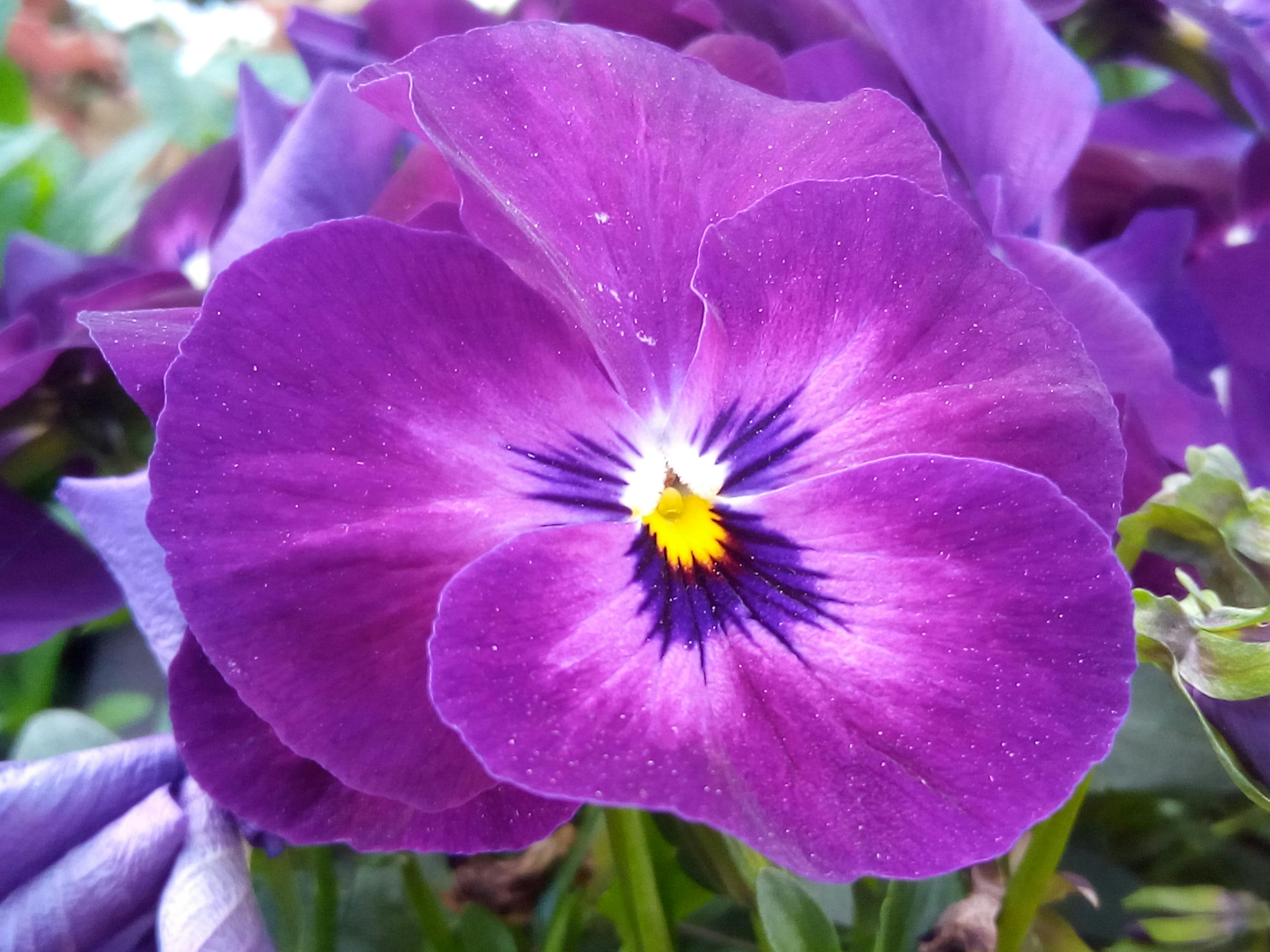 Flower/fleur - Viola Cornuta 18 Photos & Videos Collected by DN.Blessing