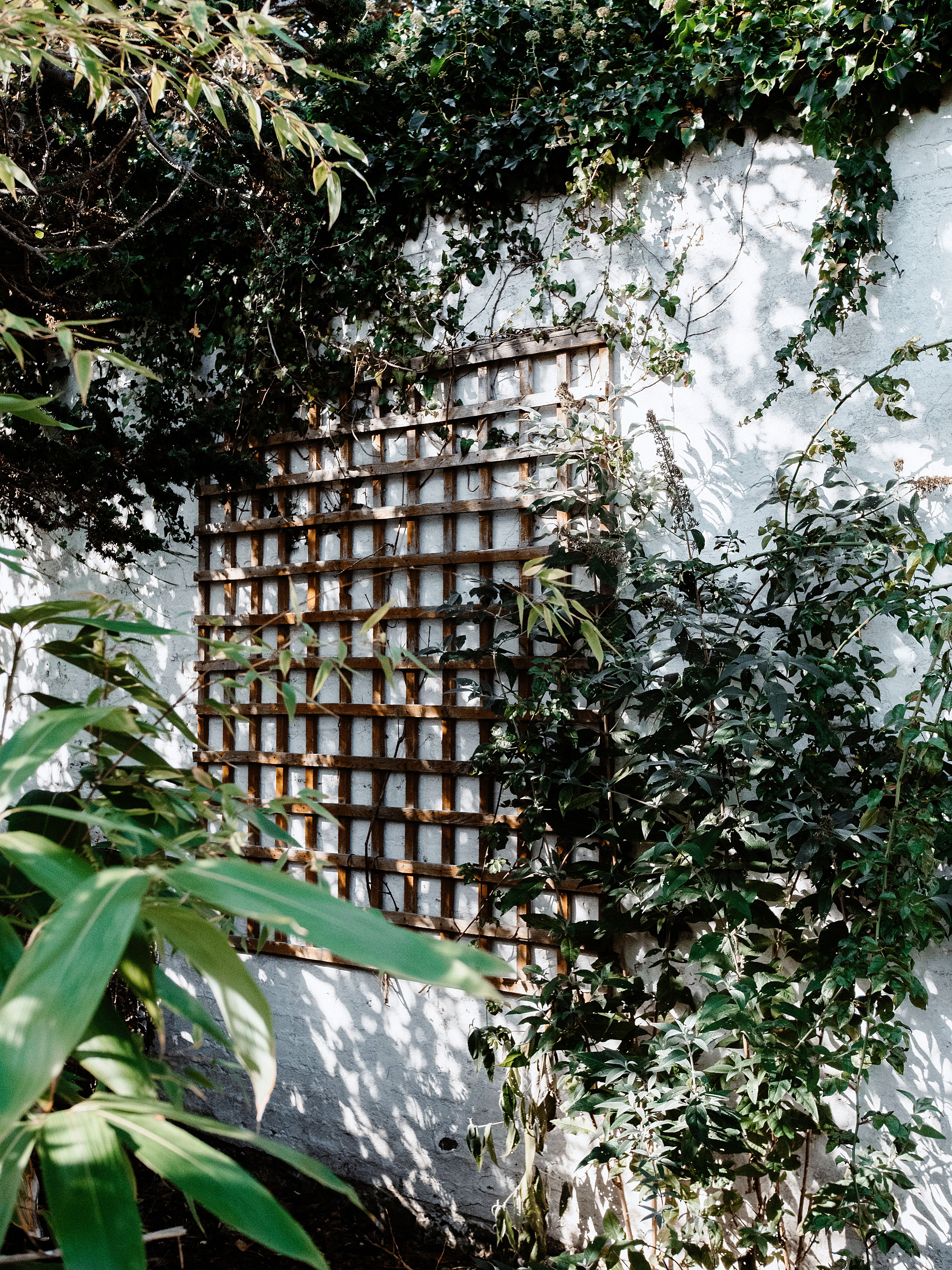 Green Plants on White Concrete Wall · Free Stock Photo