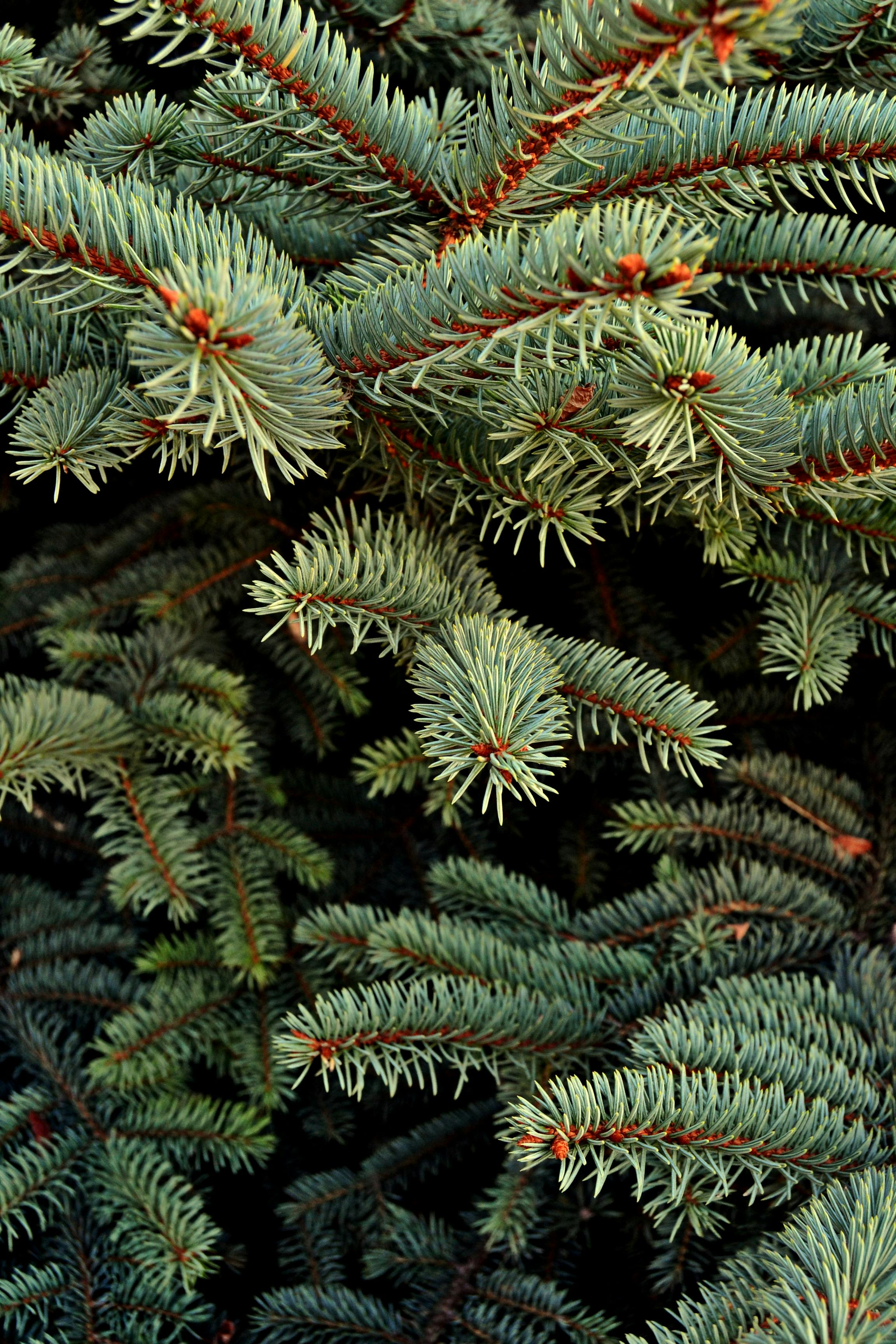 Pine Leaves Texture Photos, Download The BEST Free Pine Leaves Texture ...