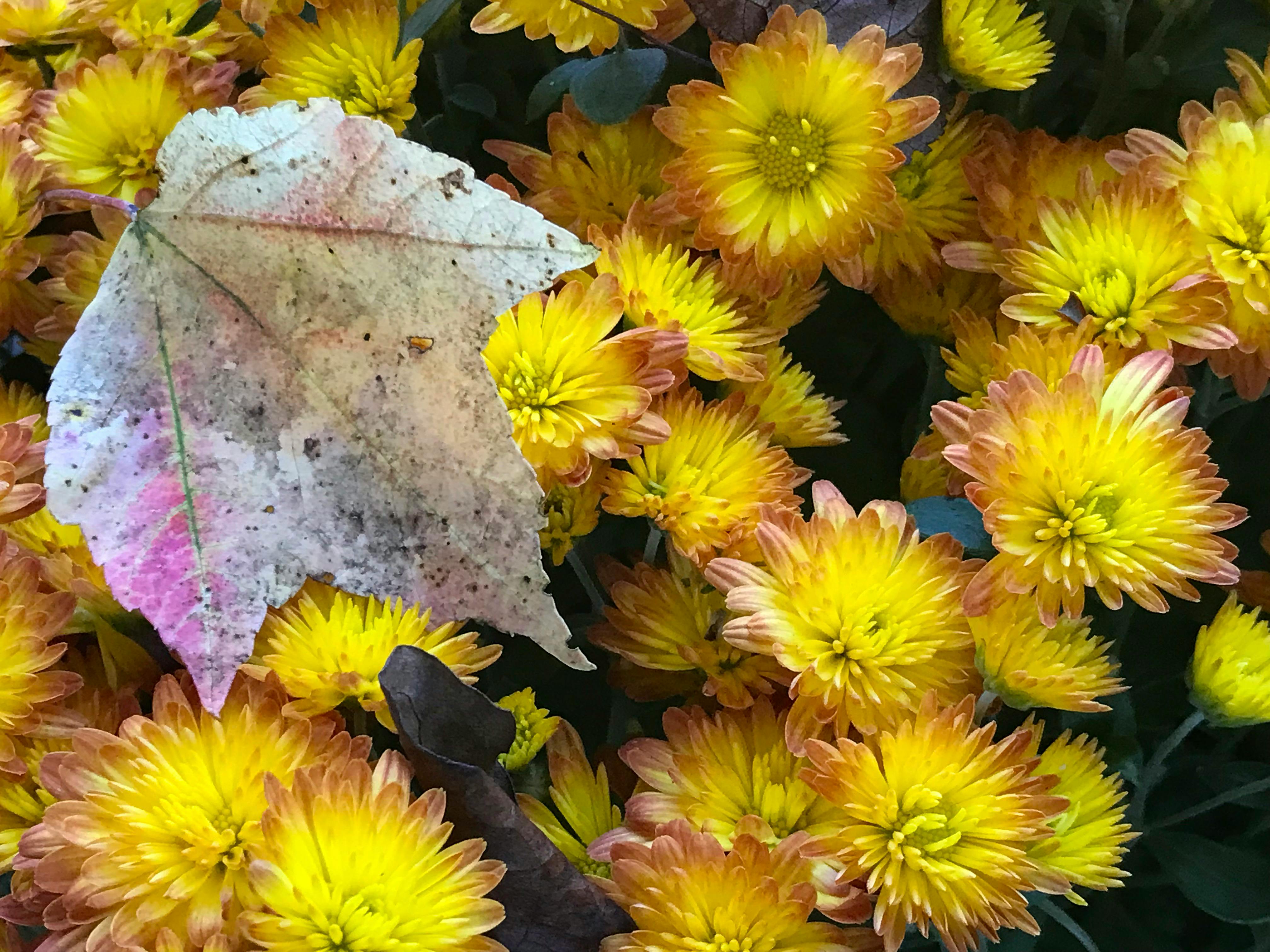 Lynn Nash - Fotografía