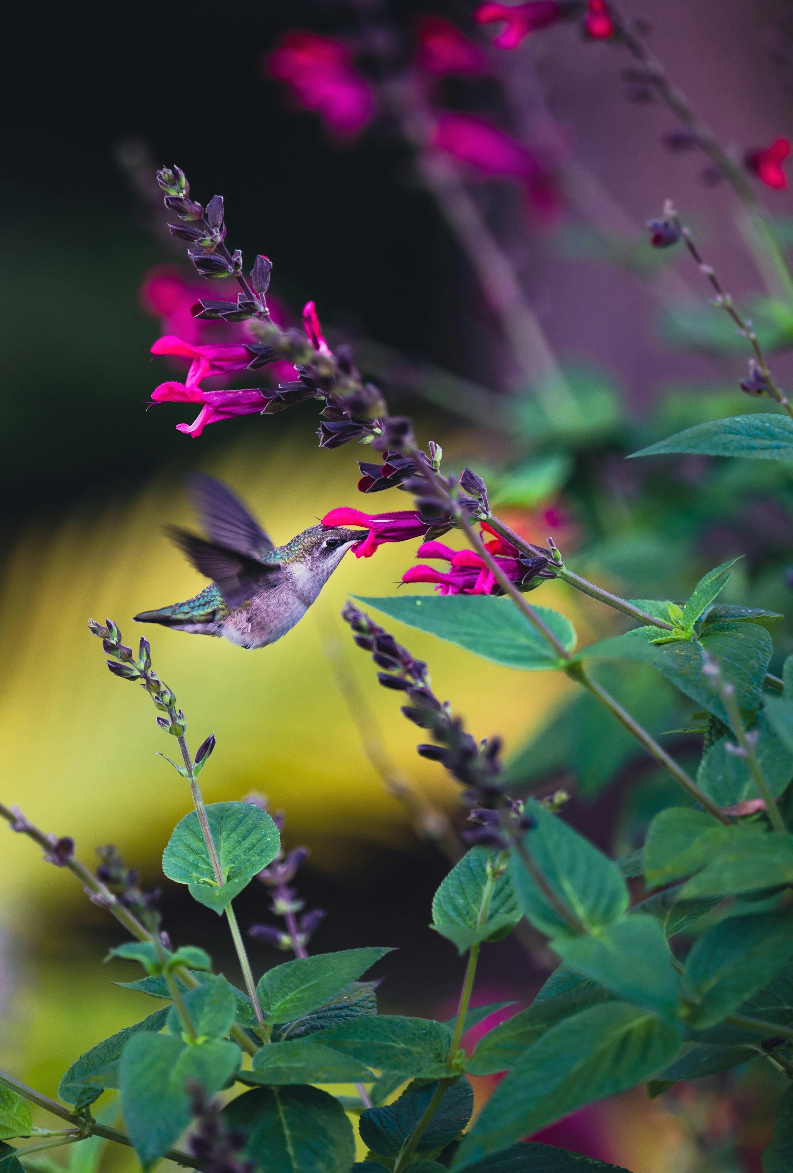 Close Up Shot of a Hummingbird · Free Stock Photo