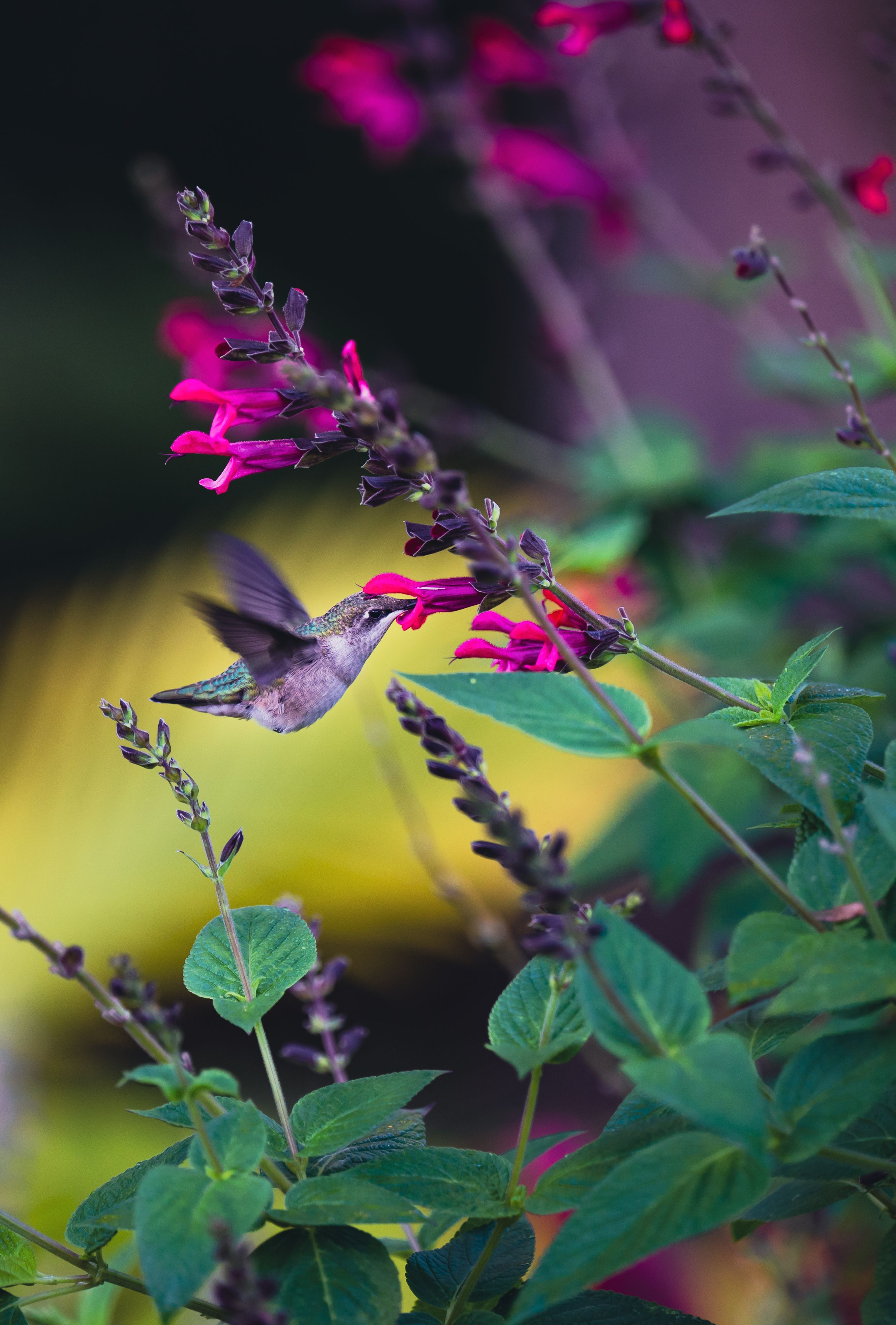 Hummingbird And Flowers Photos, Download The BEST Free Hummingbird And ...
