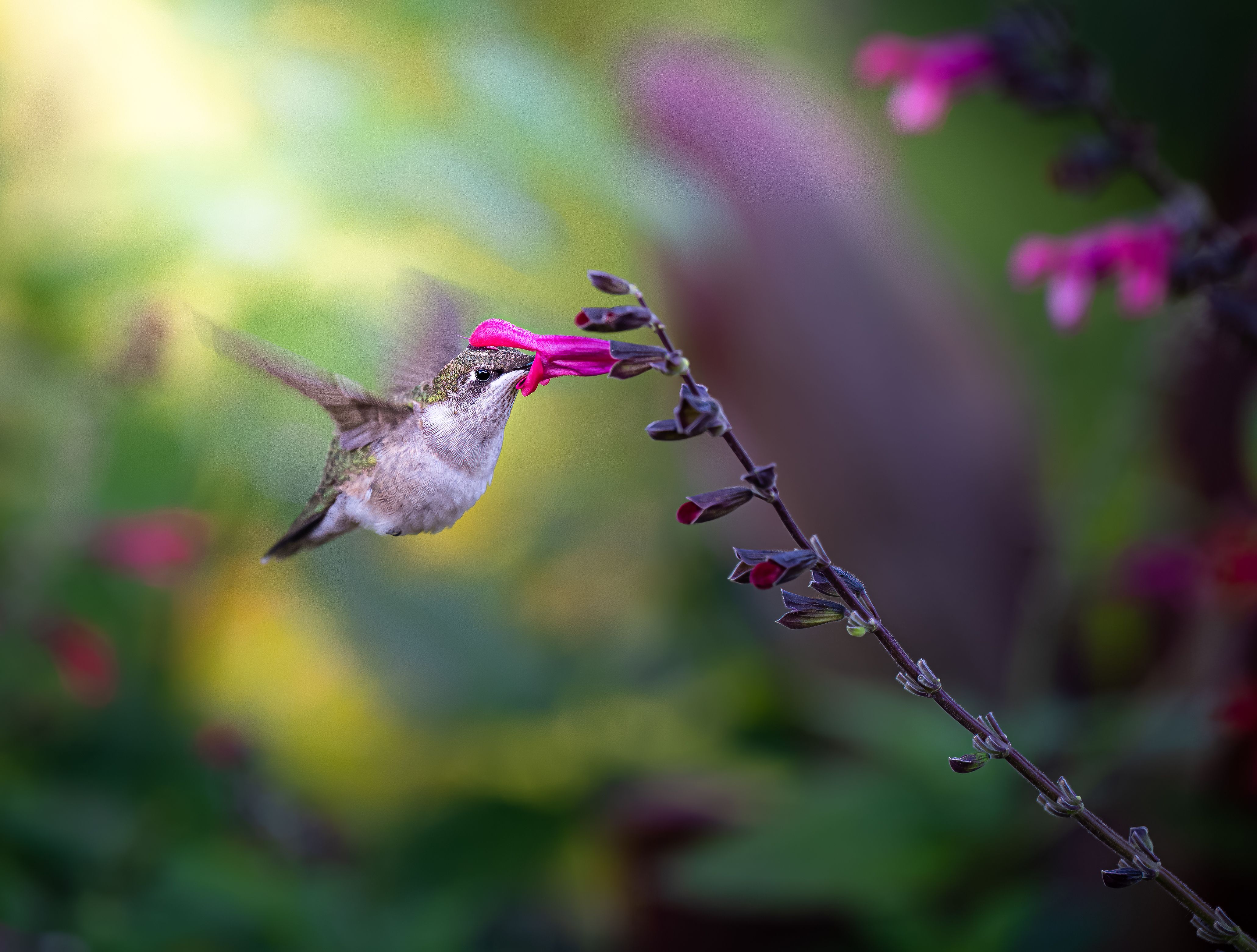A Bird Flying Near the Pink Flowers · Free Stock Photo