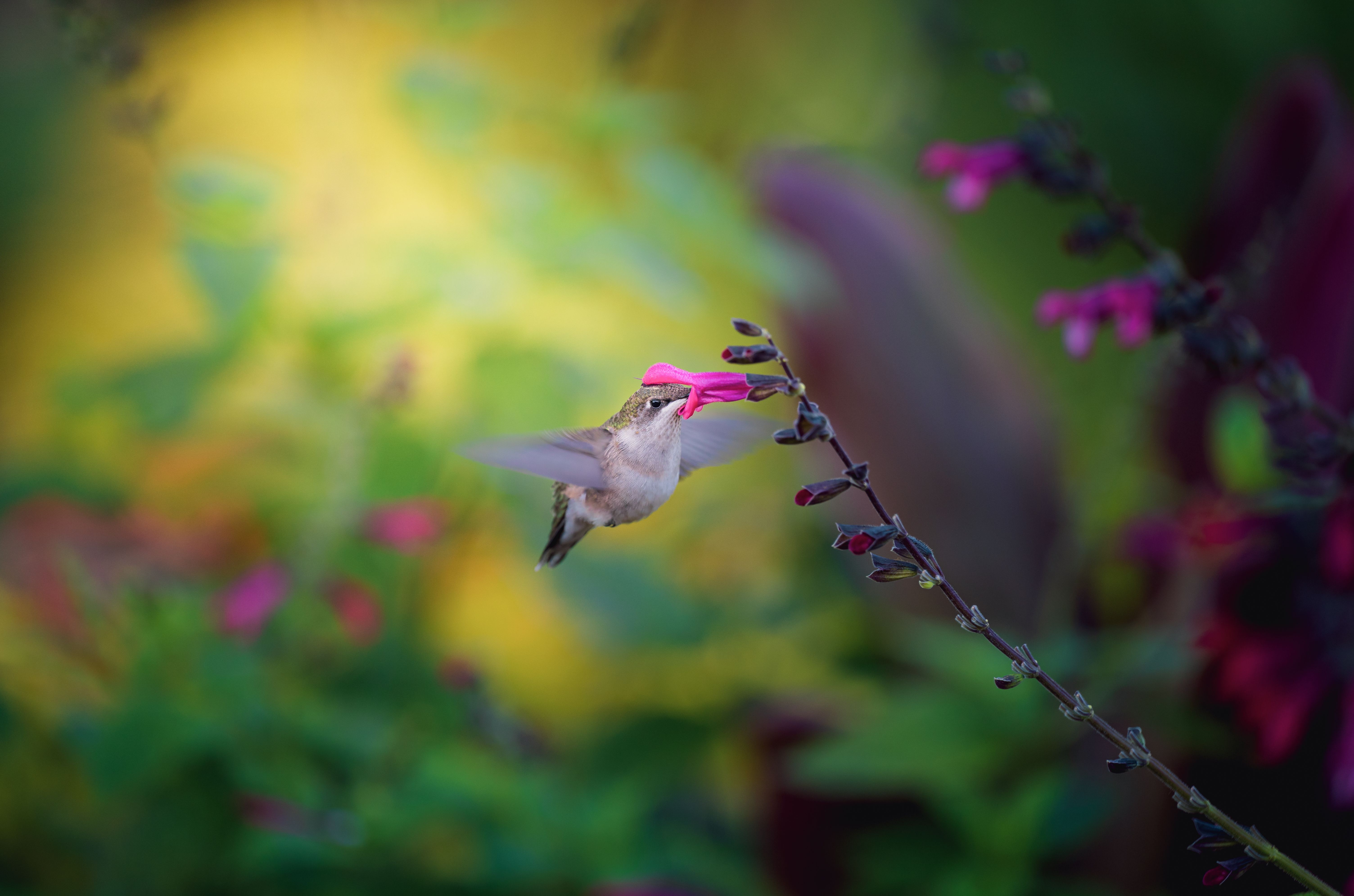 A Bird Flying Near the Pink Flowers · Free Stock Photo
