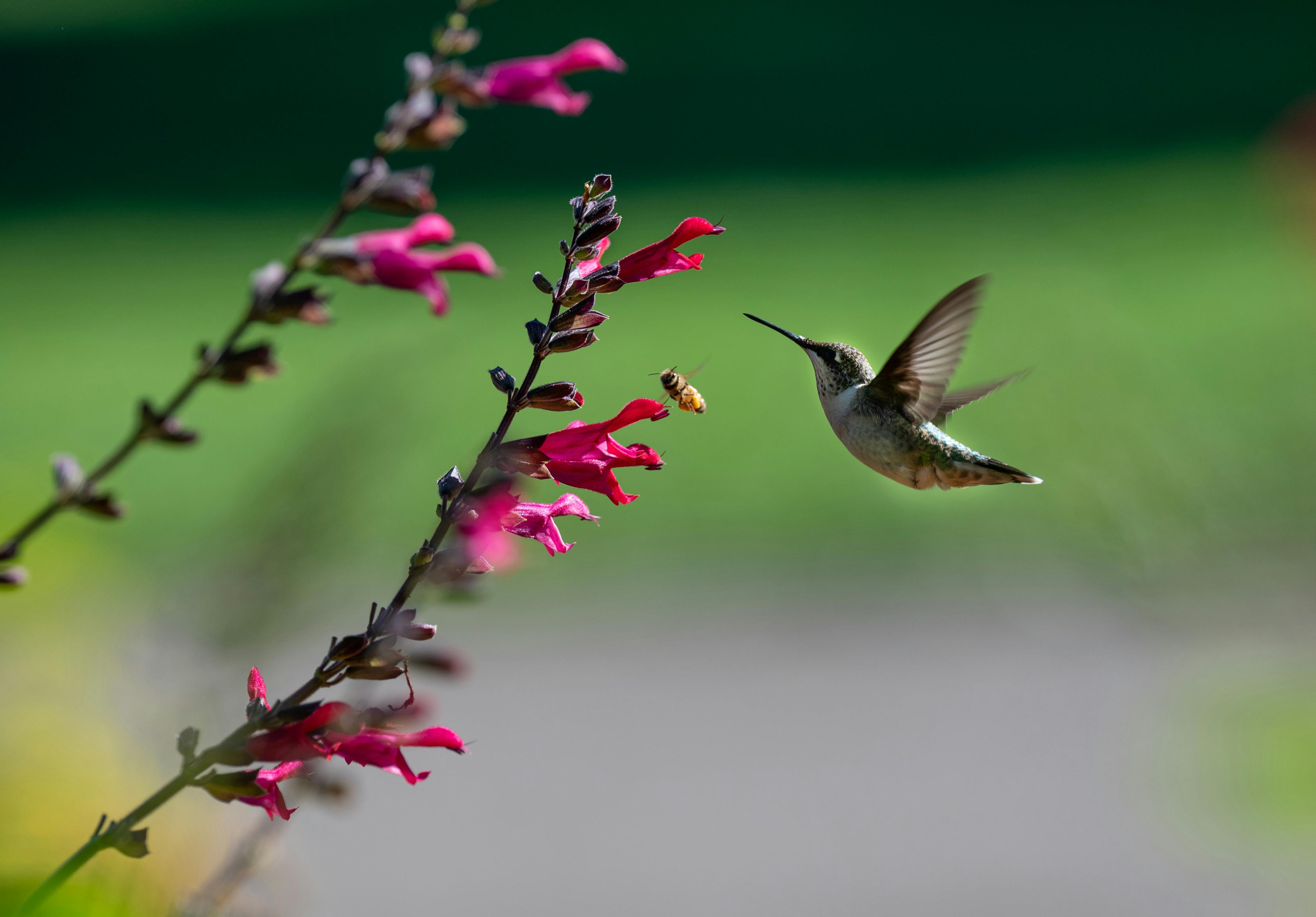 Close-Up Shot of a Flying Hummingbird · Free Stock Photo