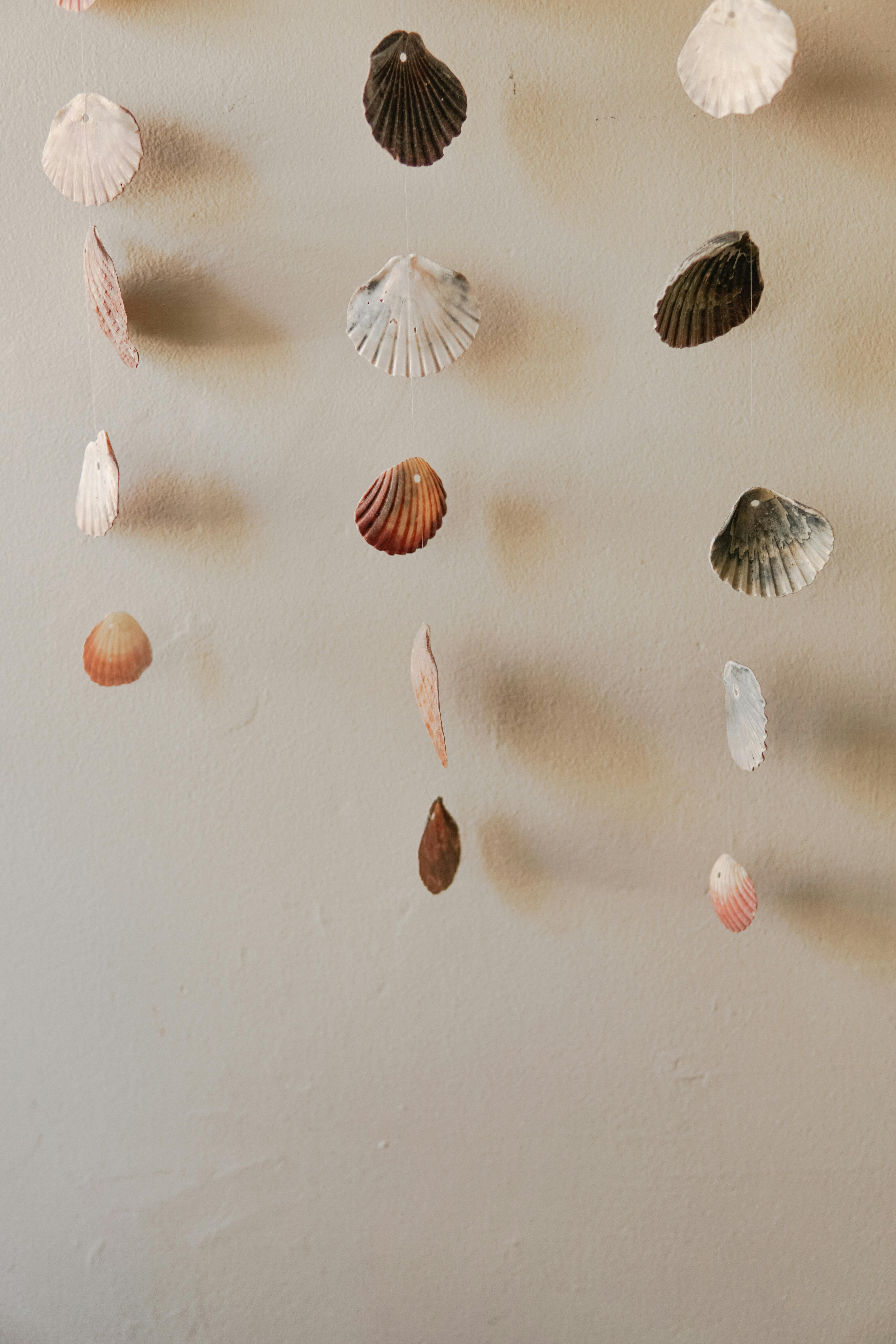 Seashells Hanging Beside the Wall · Free Stock Photo
