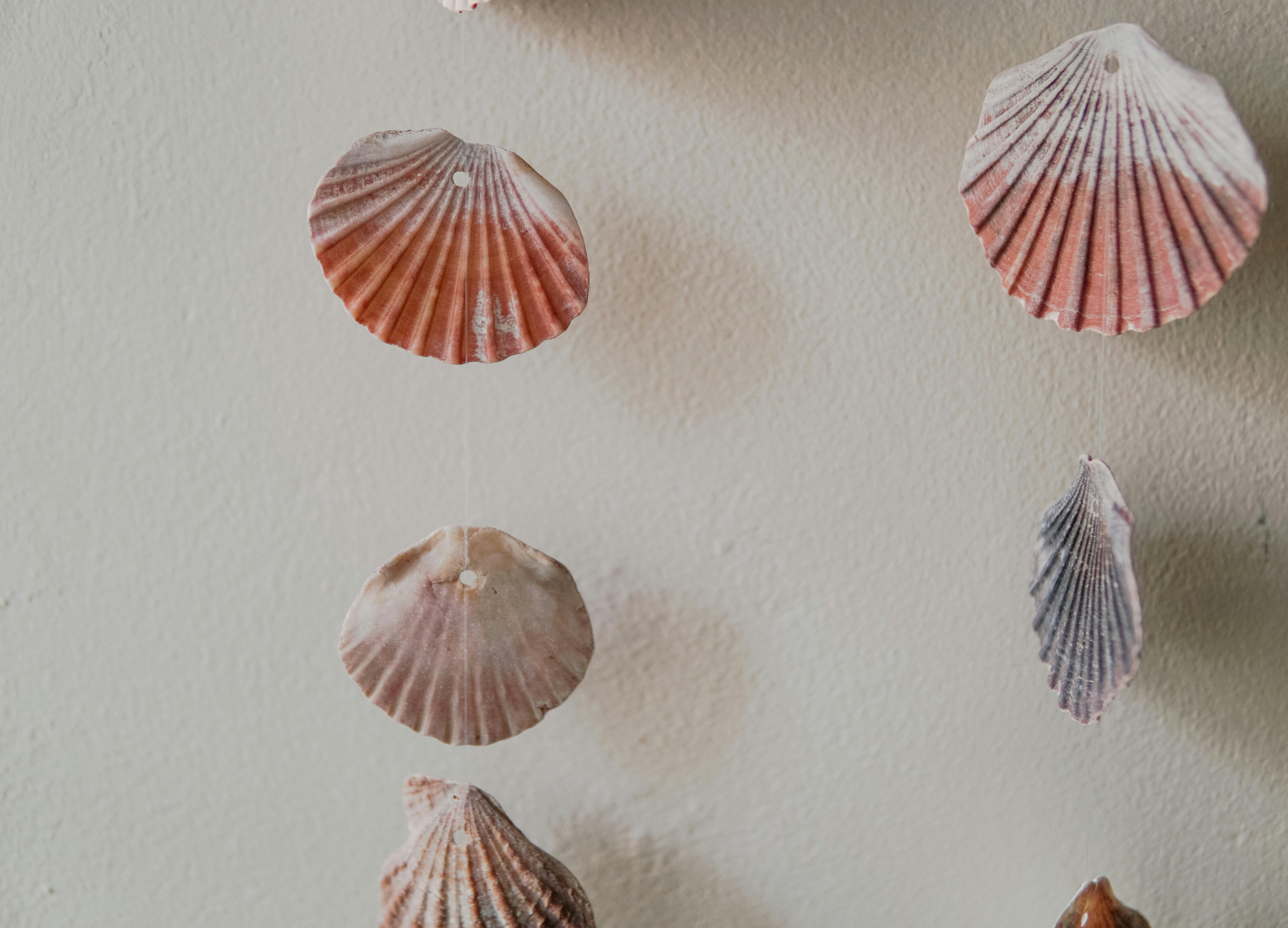 Shell Hangings Photos, Download The BEST Free Shell Hangings Stock ...