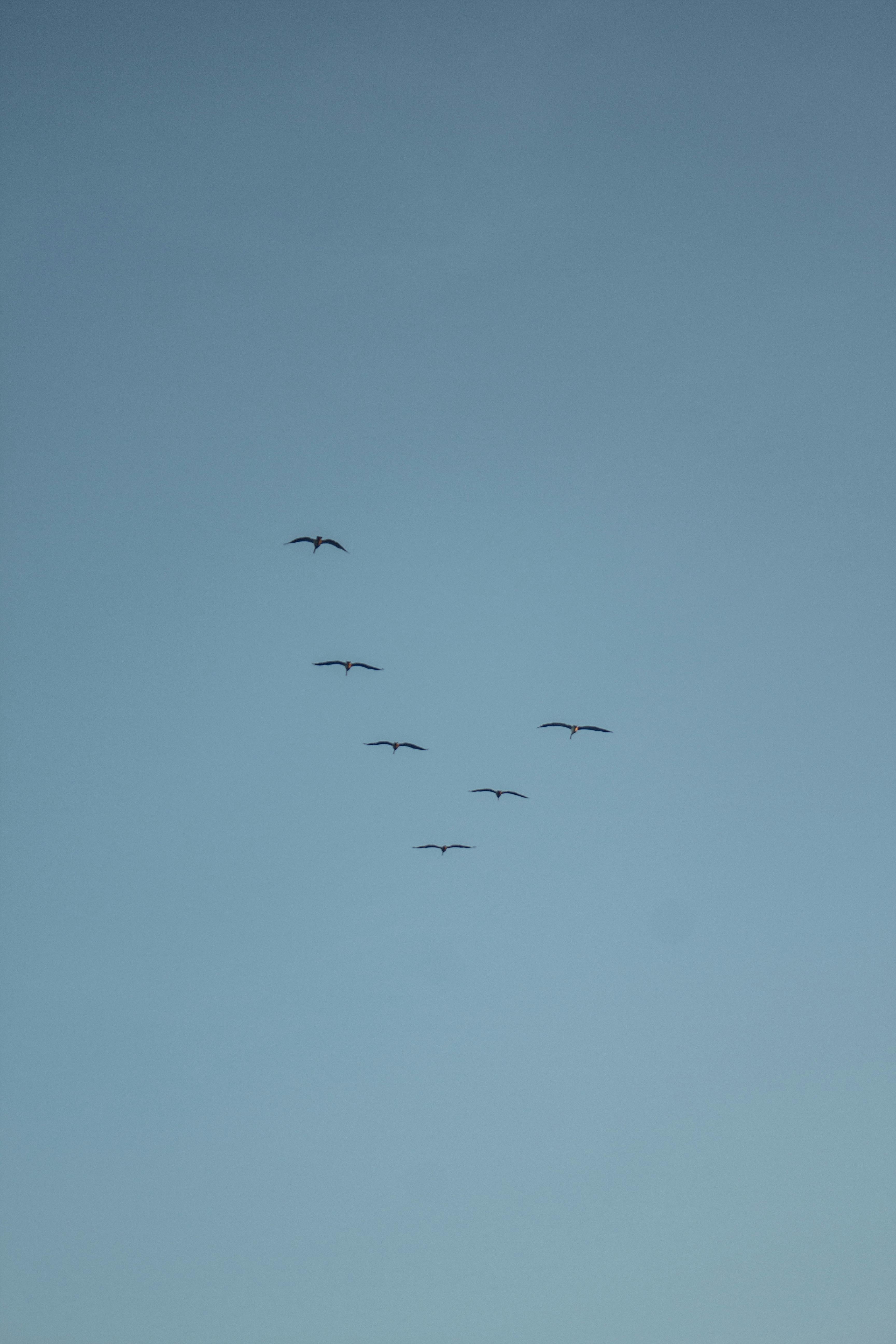 Crossing Hands Forming An Bird Photos, Download The BEST Free Crossing ...