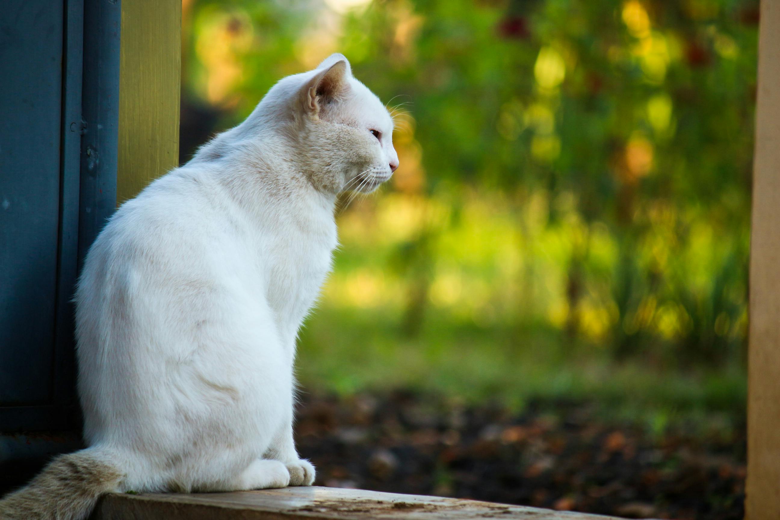Close-Up Shot of a White Cat · Free Stock Photo