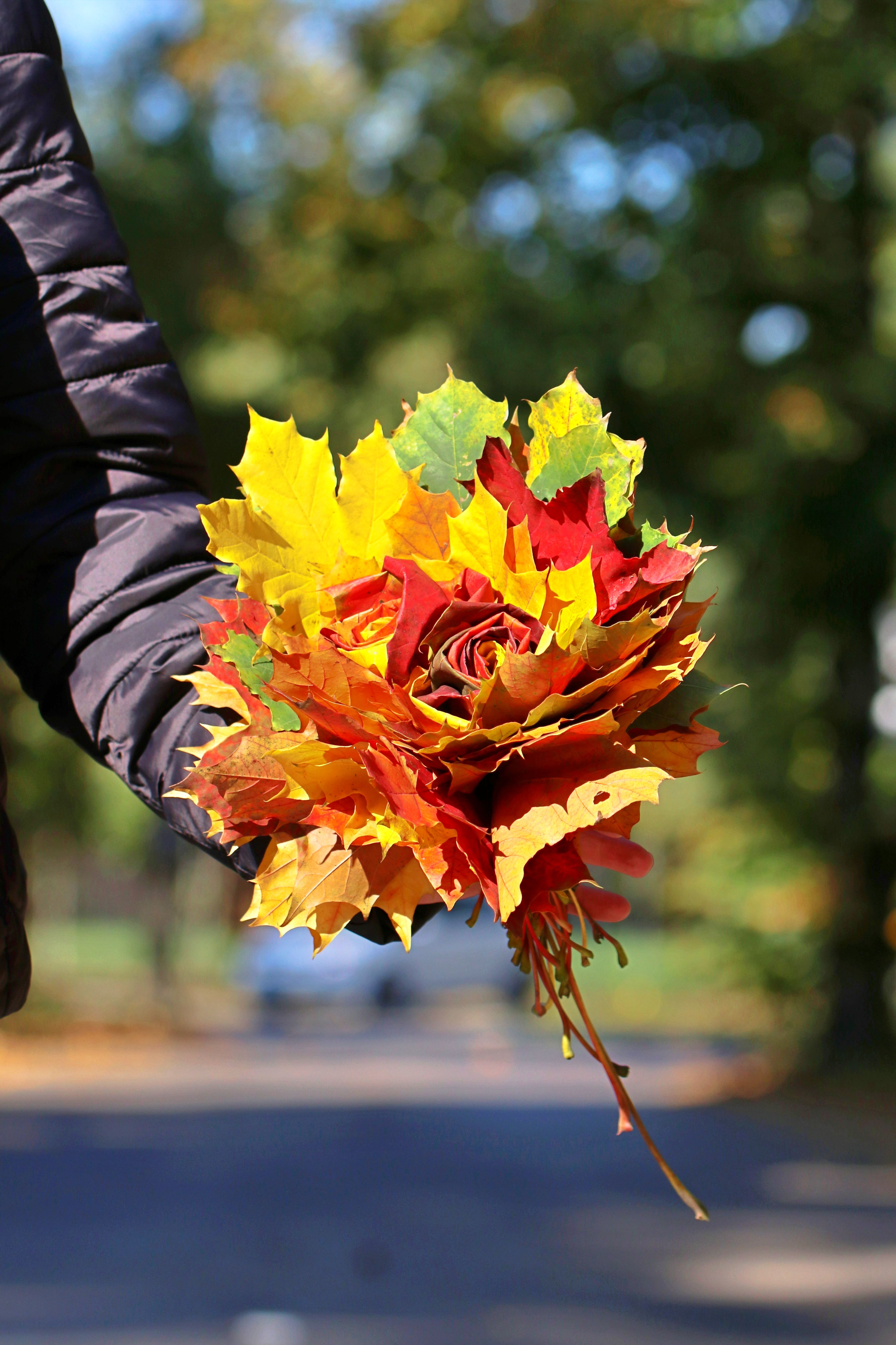 Person Holding a Bunch of Maple Leaves · Free Stock Photo