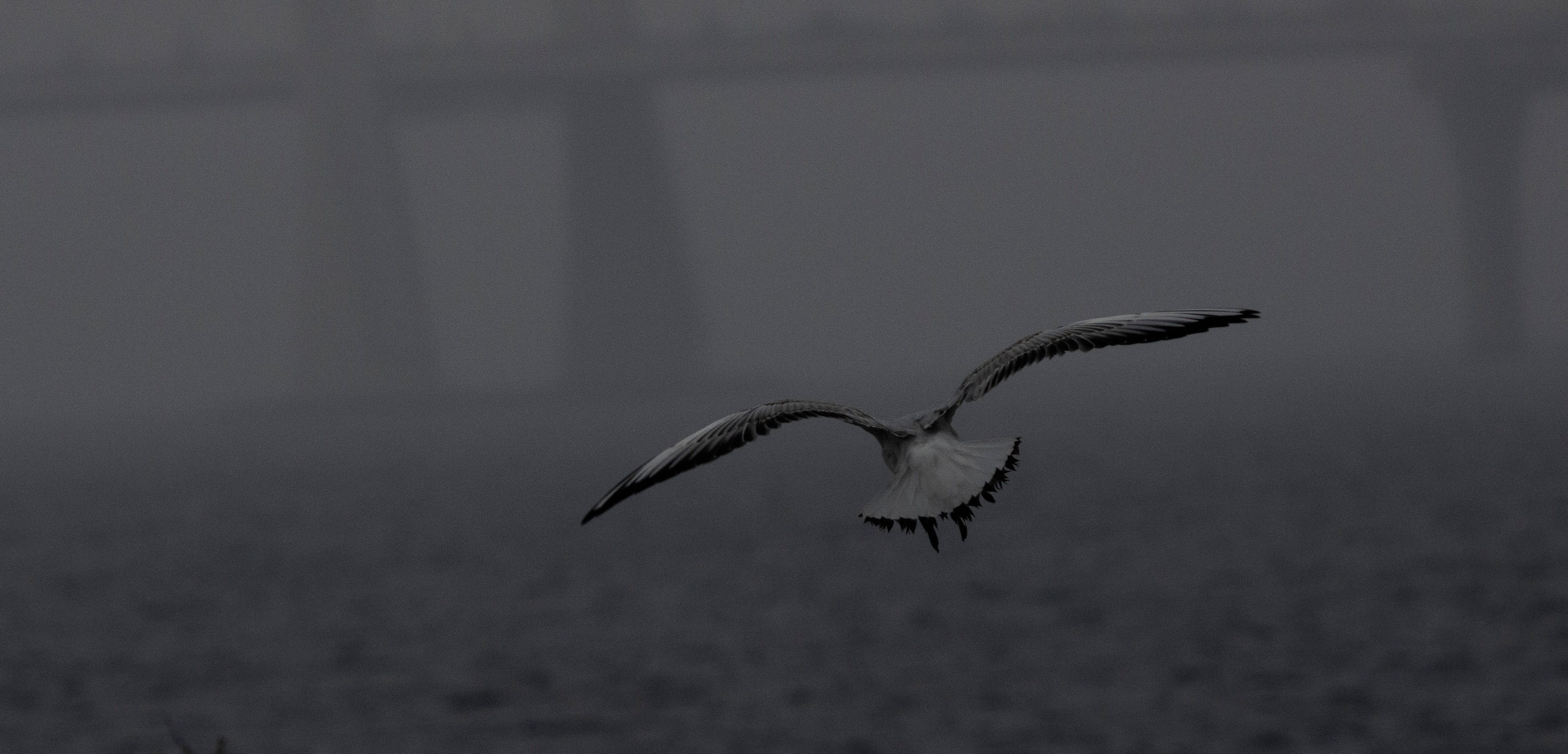 Grayscale Photo of a Bird Flying · Free Stock Photo