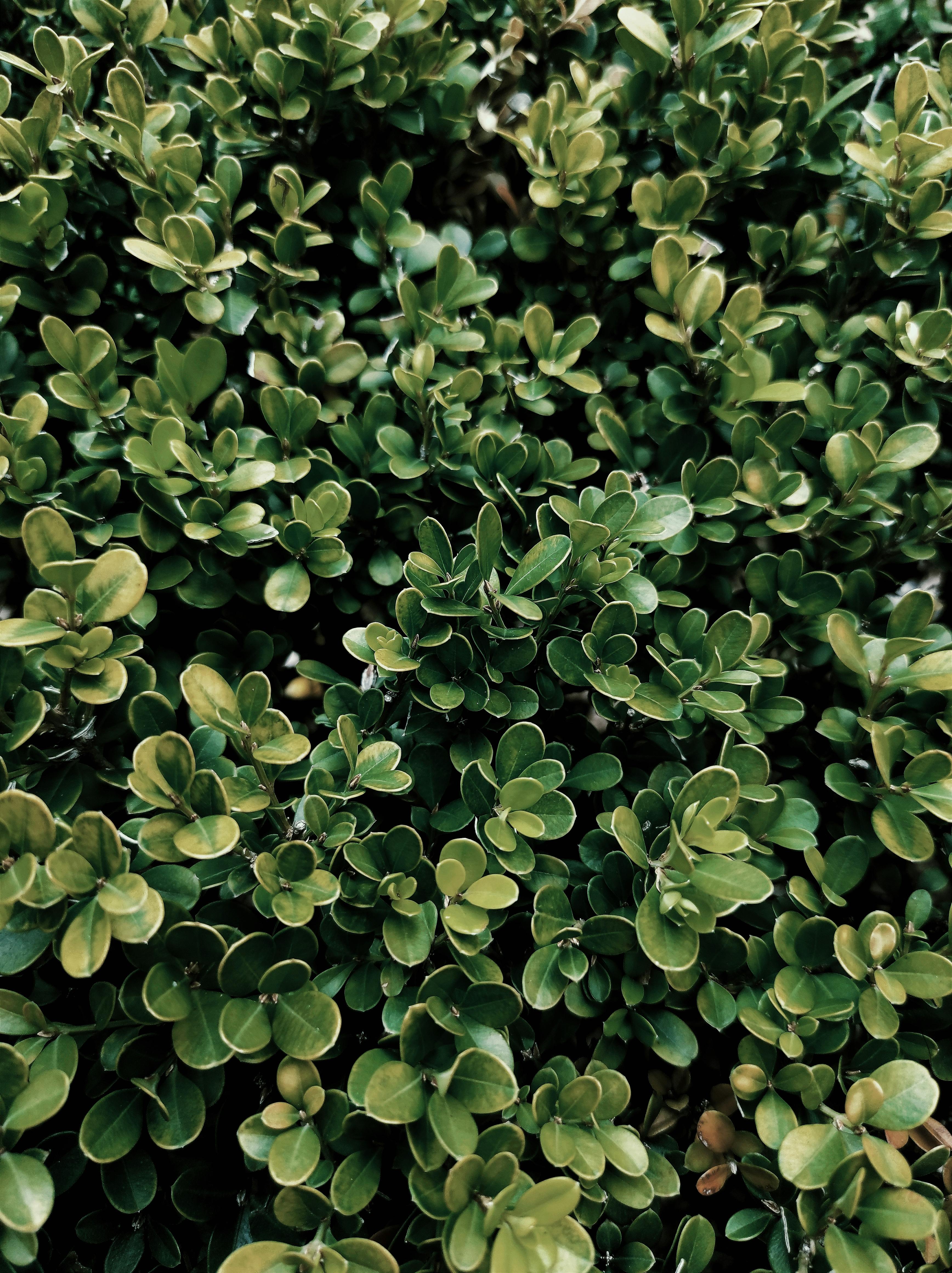 Lush boxwood evergreen shrub growing in garden · Free Stock Photo