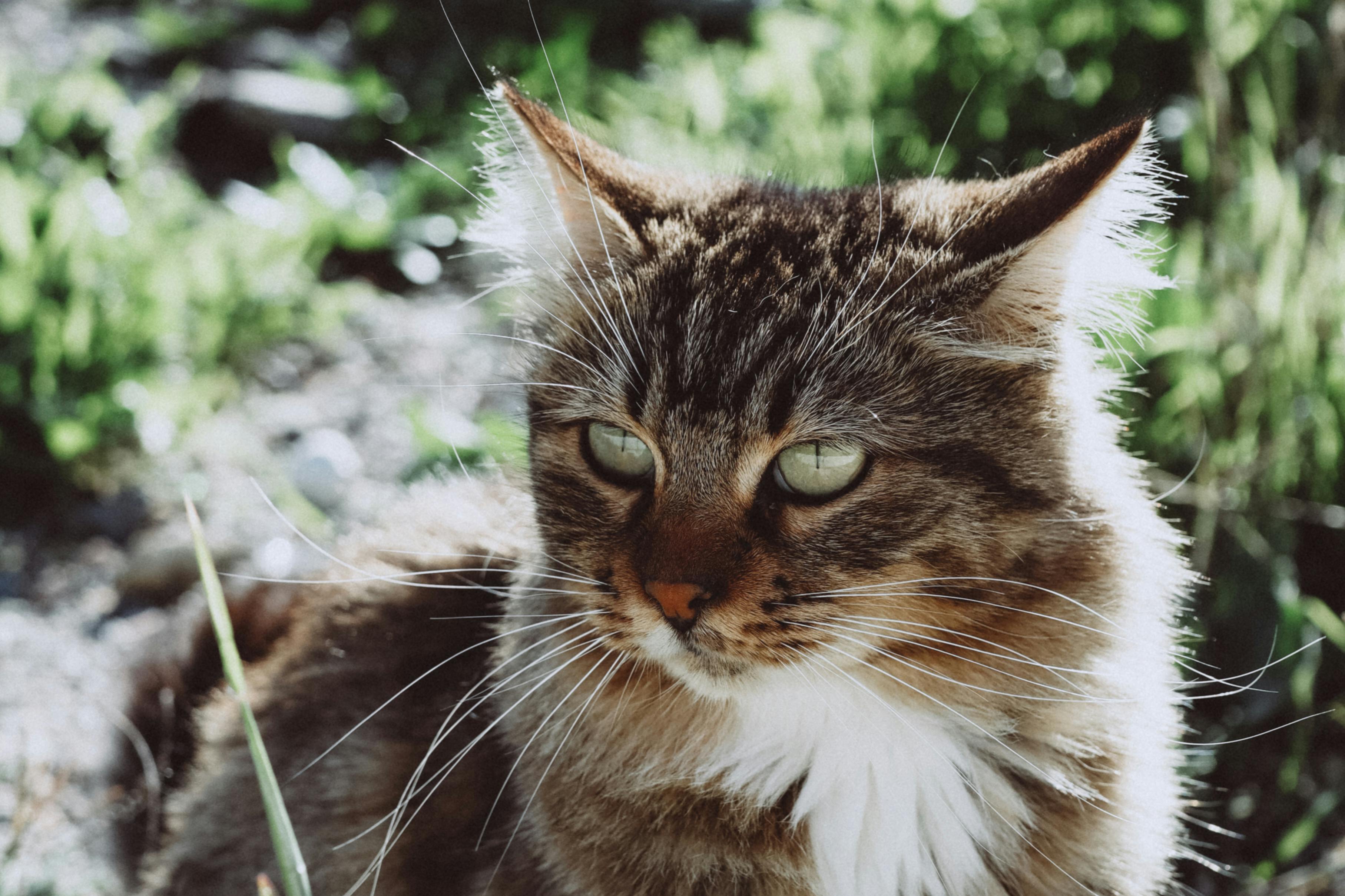 A Black Toyger Cat Walking on a Grass Field · Free Stock Photo