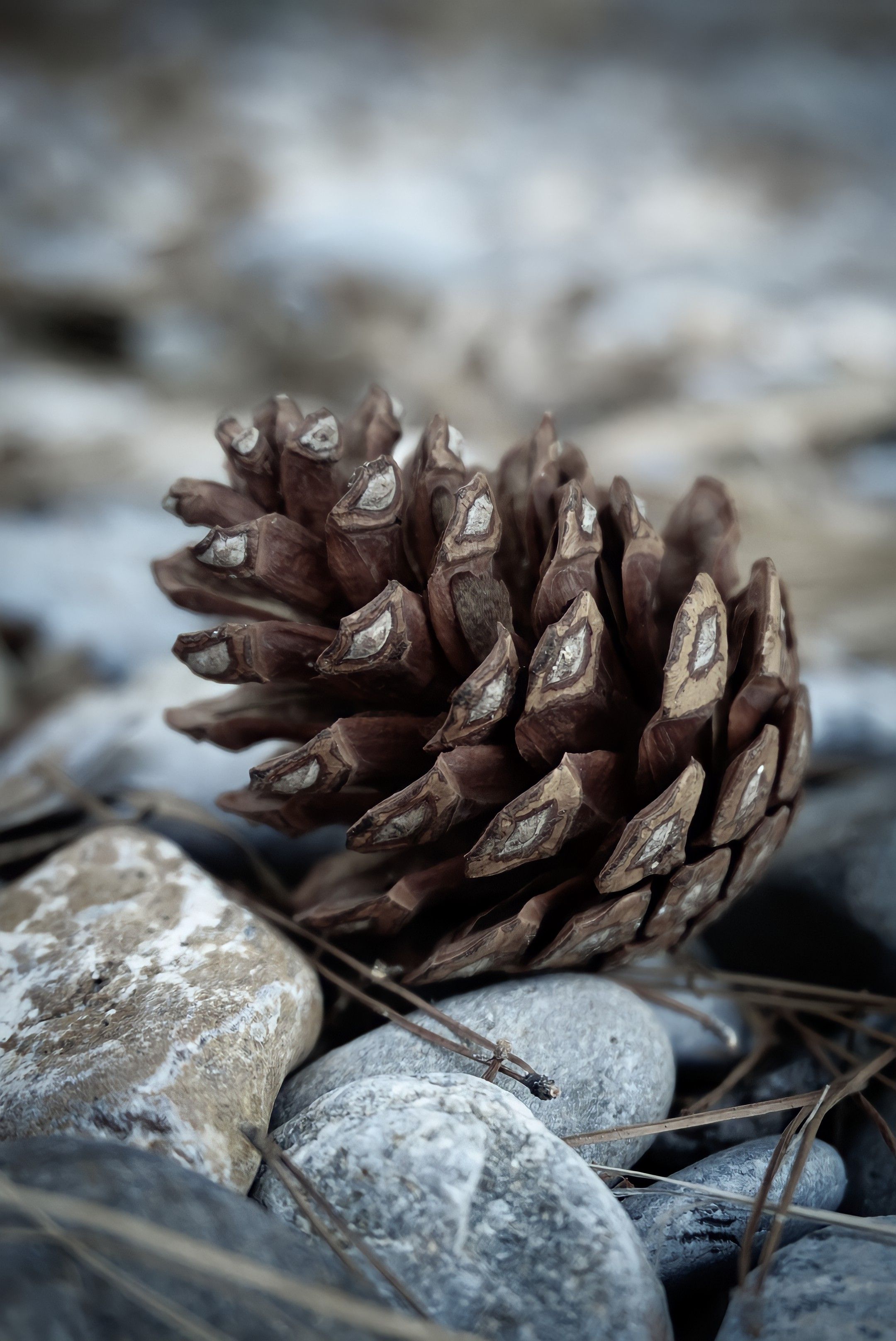 Photography of Twigs on the Ground · Free Stock Photo