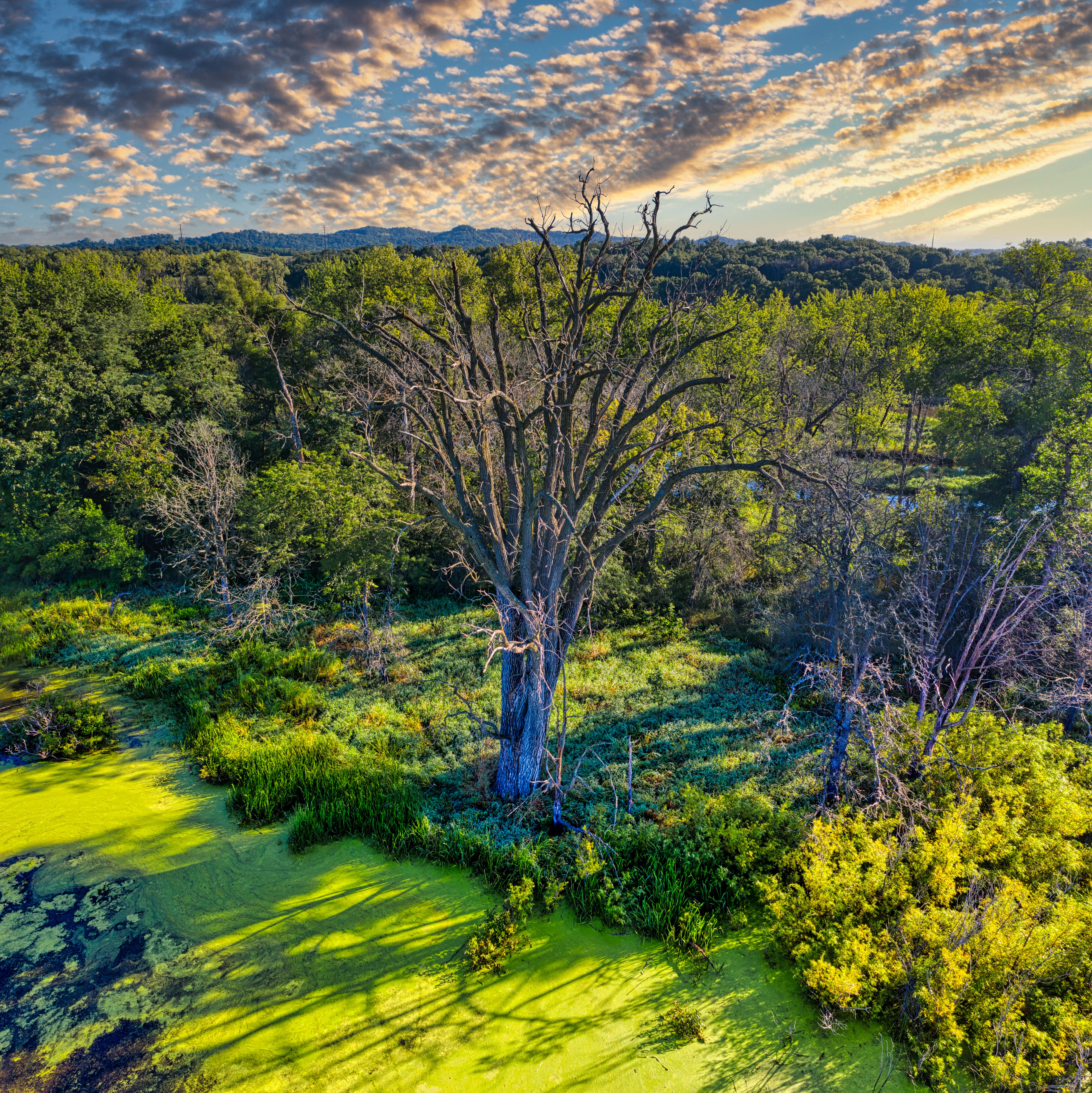 Leafless Tree surrounded by Plants · Free Stock Photo