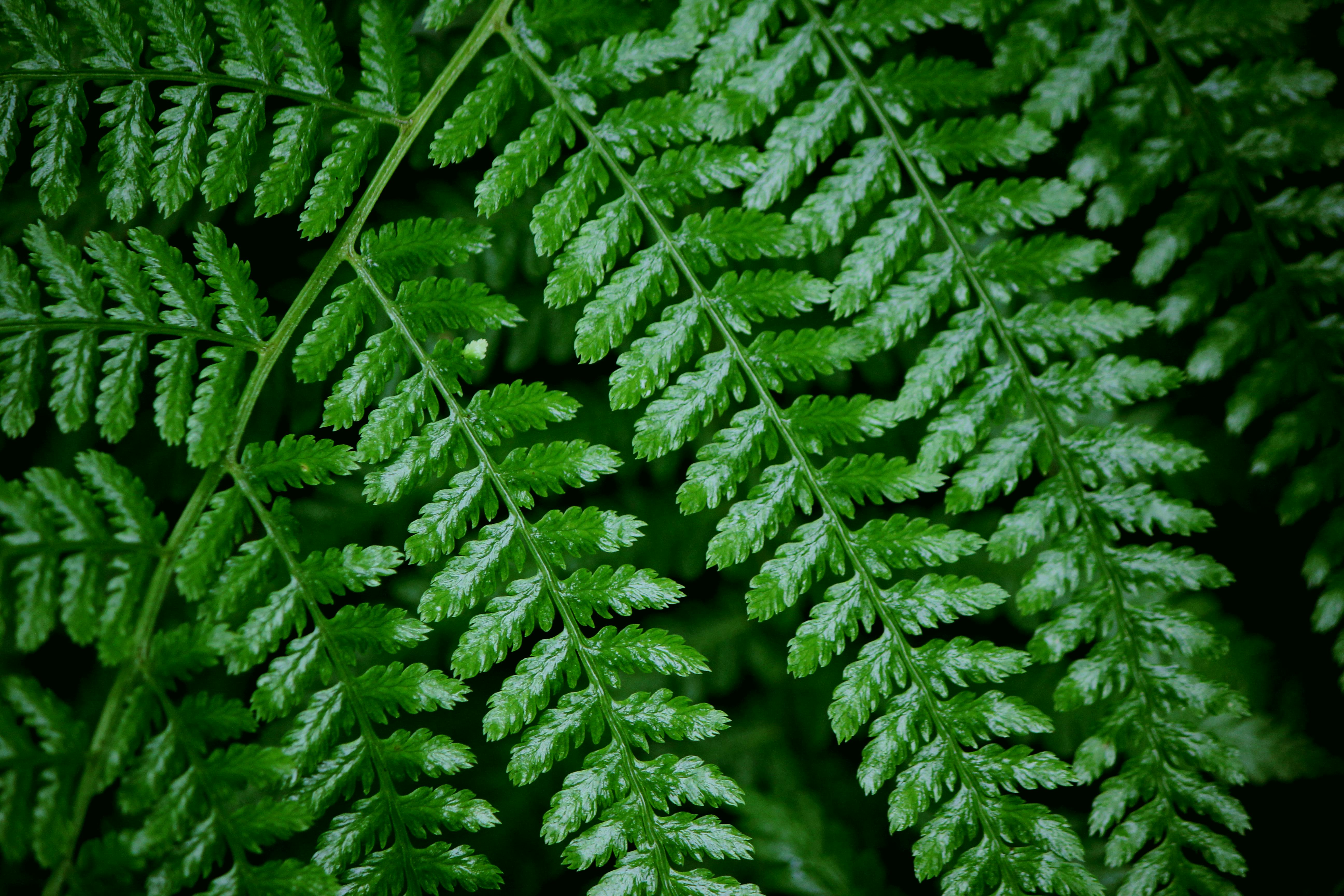 Close Up Shot of Fern Leaves · Free Stock Photo