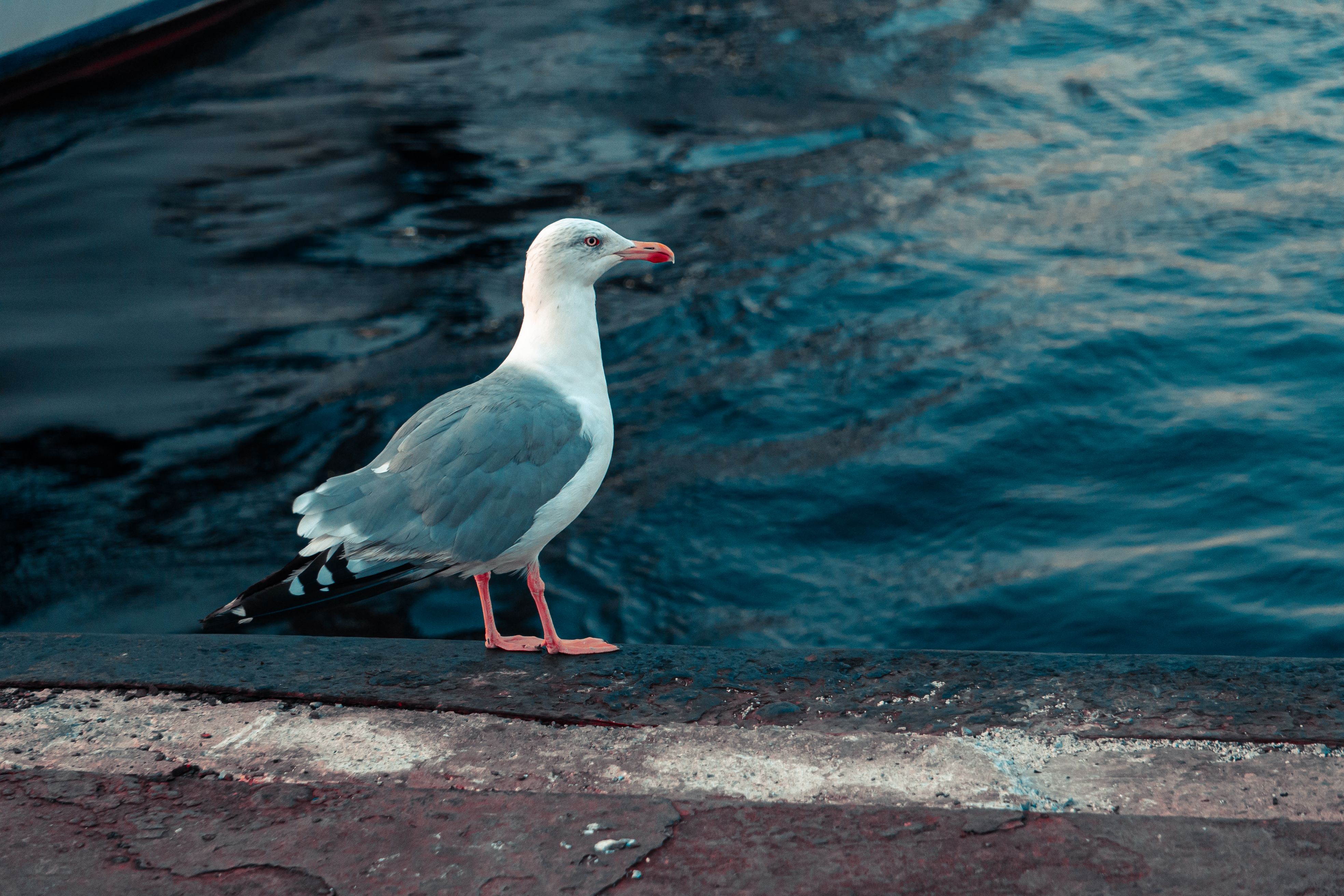 Photo of Seagull on Shore · Free Stock Photo