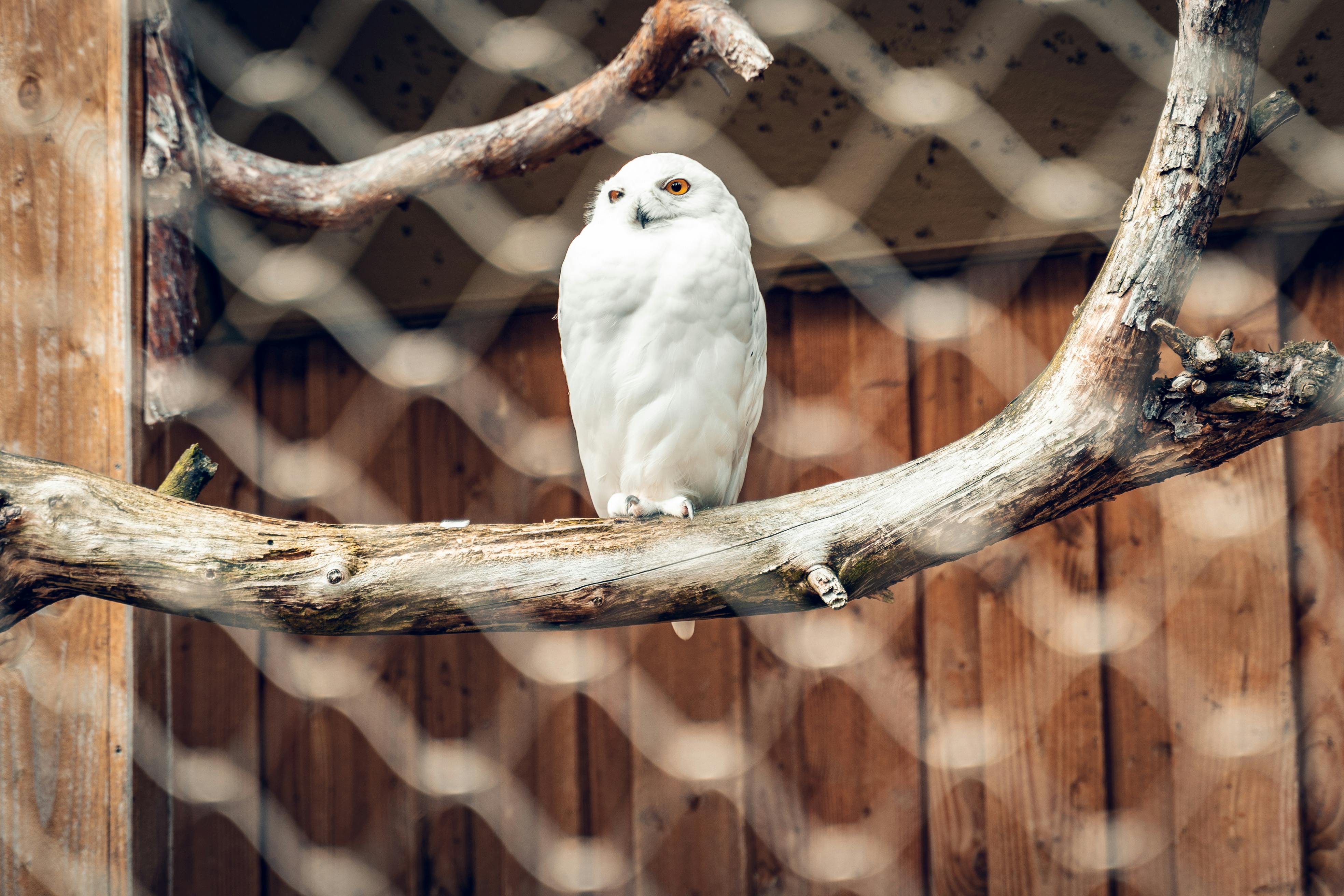 Black Naped Monarch Bird · Free Stock Photo