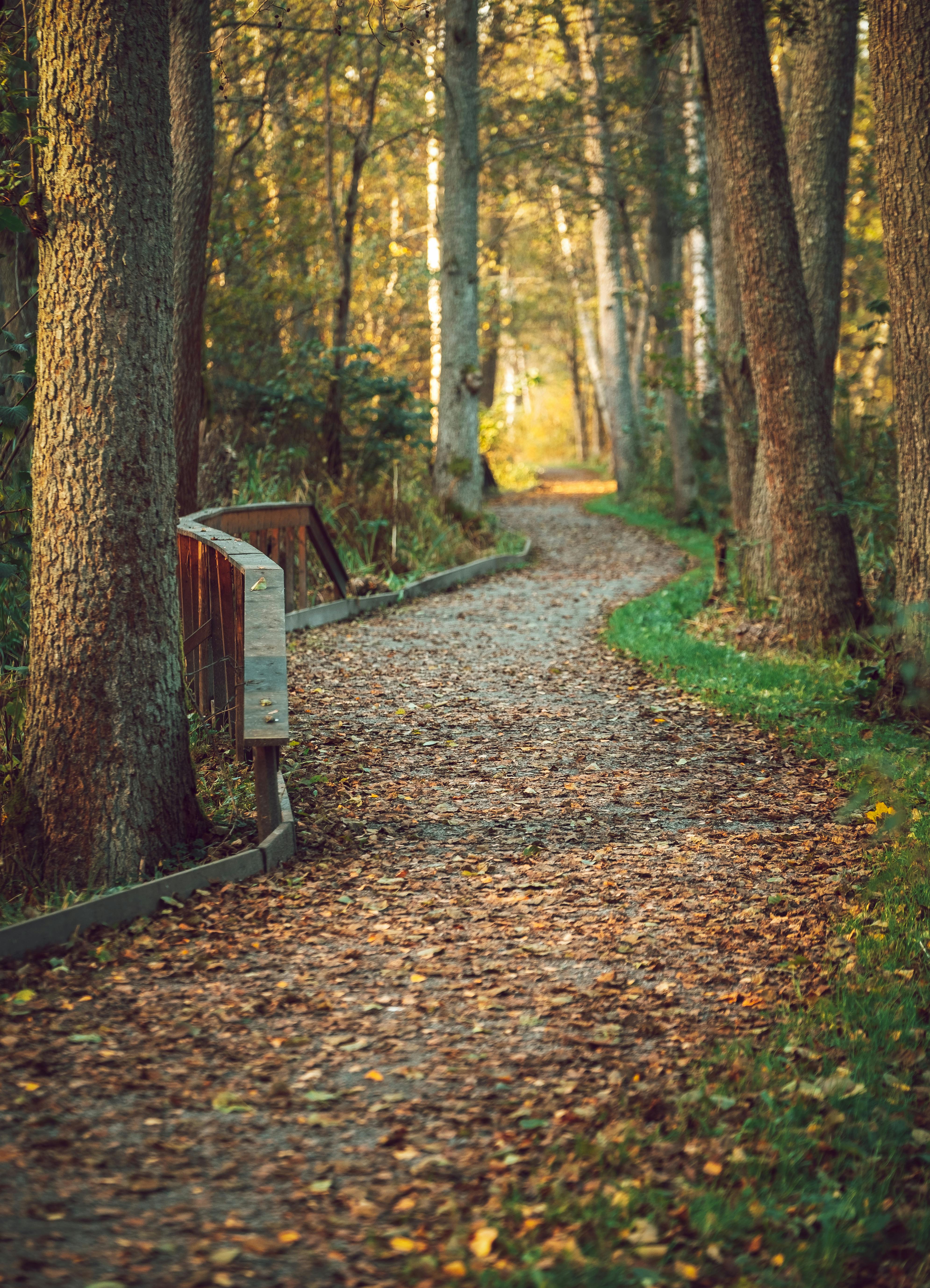 Path in a Forest in Fall · Free Stock Photo