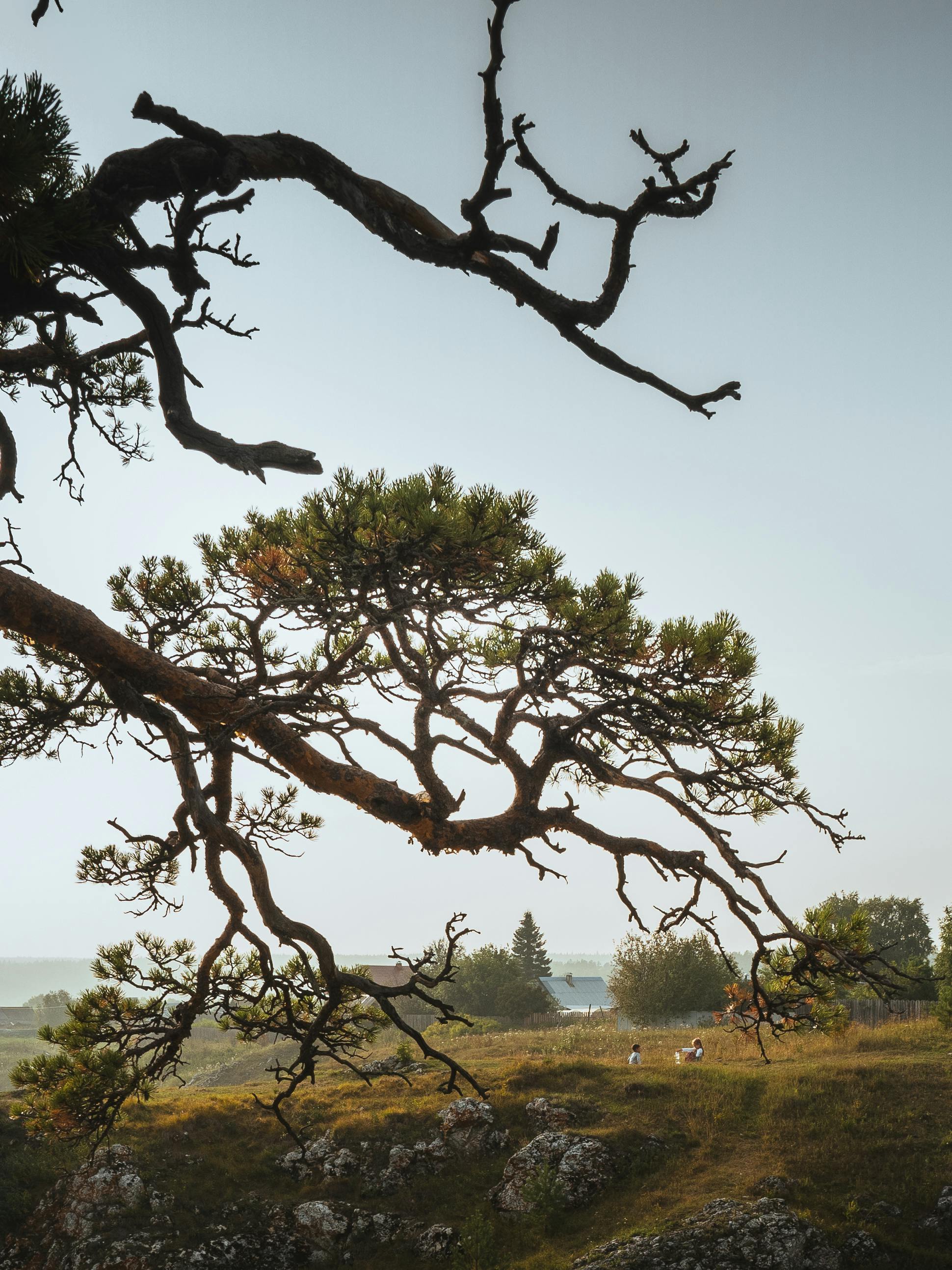 Branches of Tree · Free Stock Photo