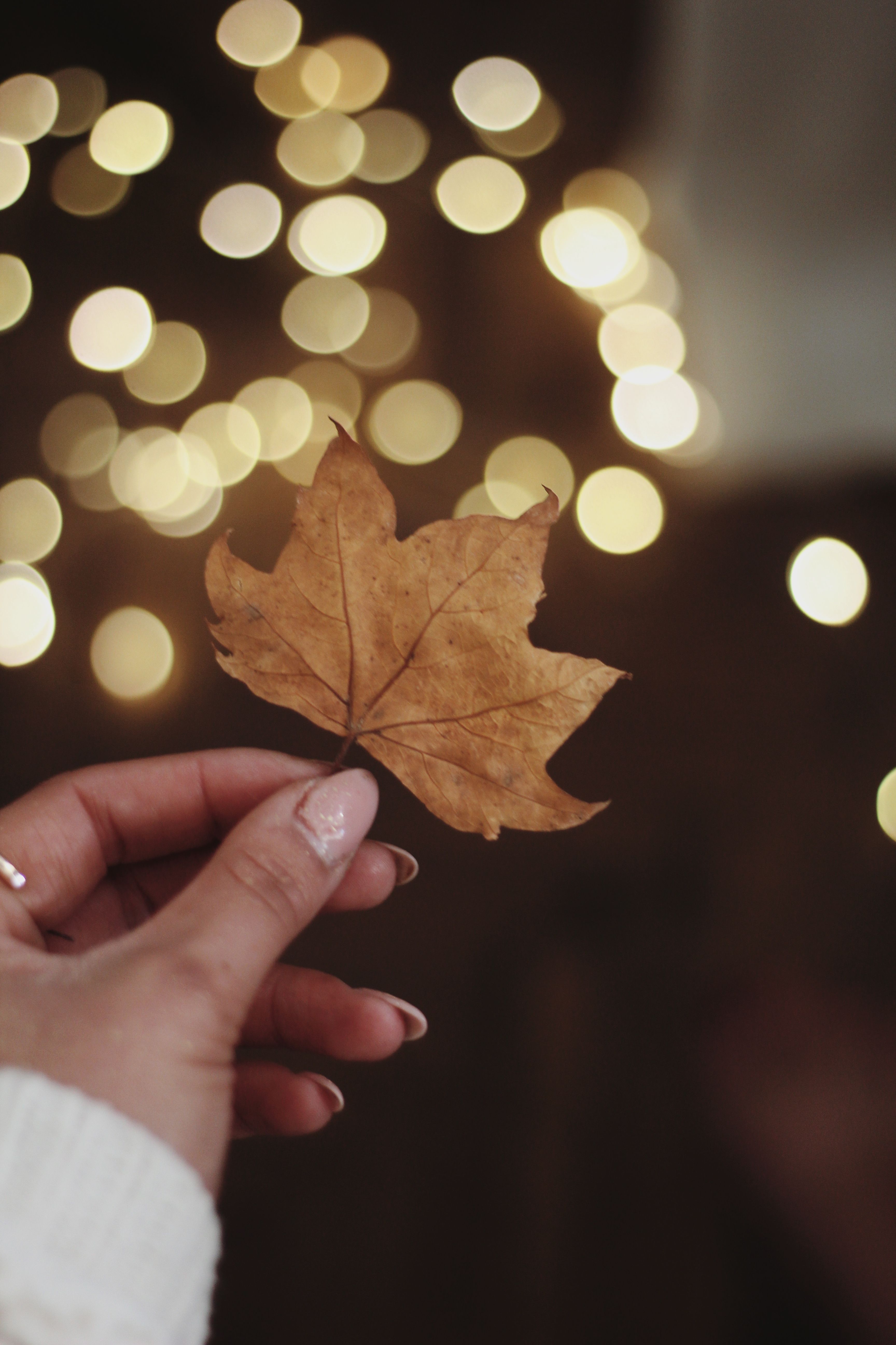 Person Holding a Green Fern Leaf · Free Stock Photo