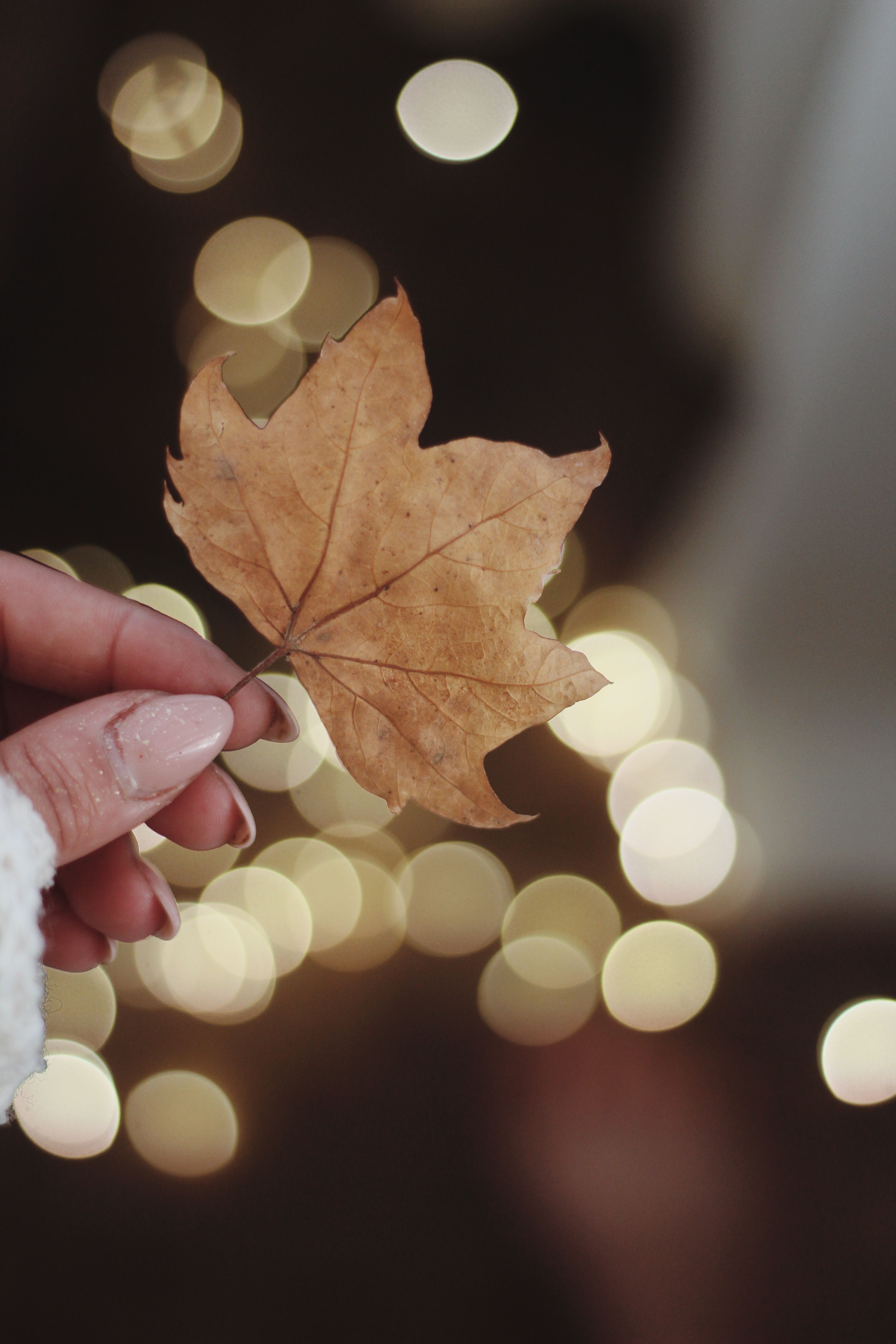 Shadow of Hand Holding Leaves · Free Stock Photo
