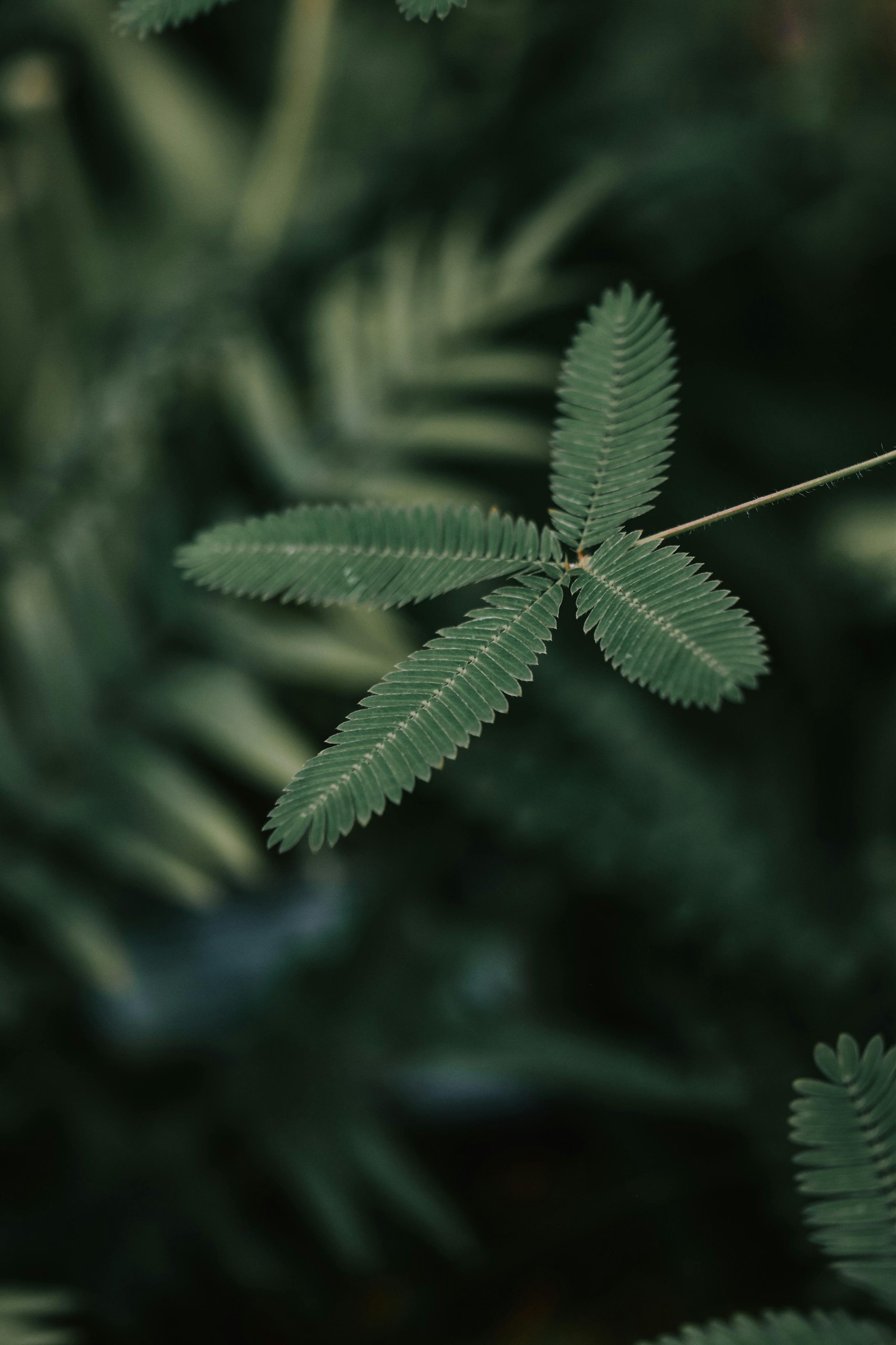 Sleepy Plant in Close Up Photography · Free Stock Photo