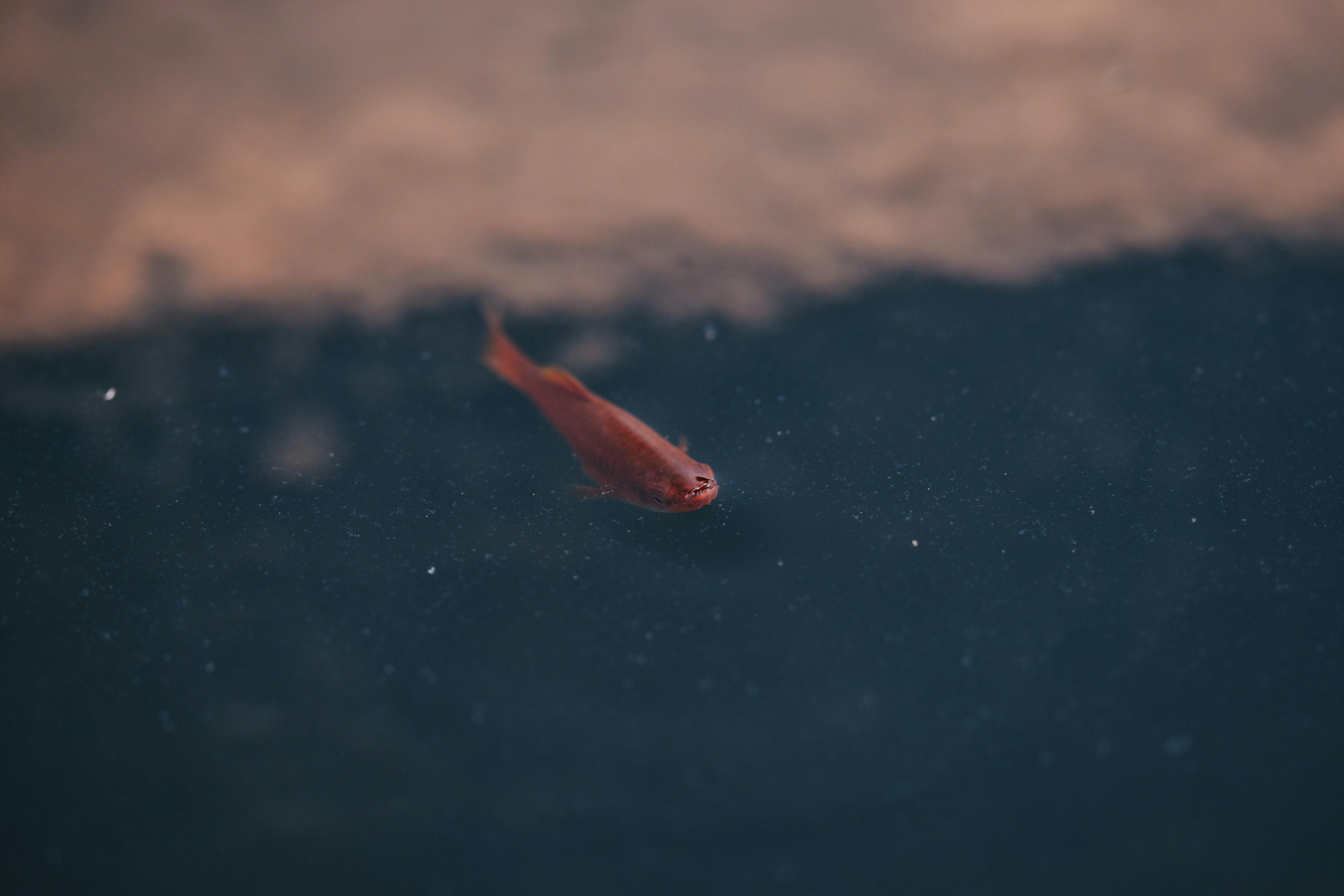 Little Fish in a Tank · Free Stock Photo
