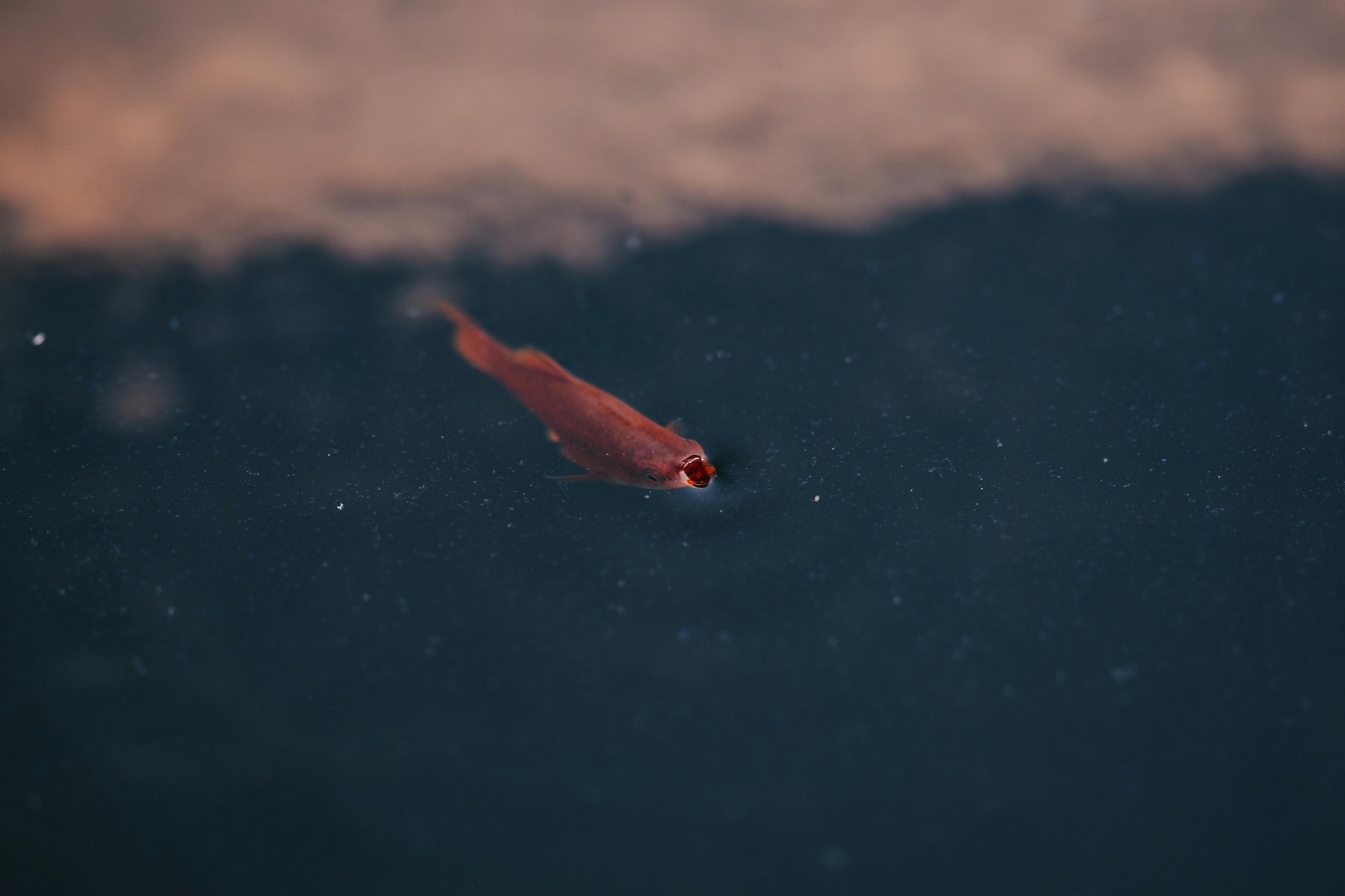 Fish in Water · Free Stock Photo