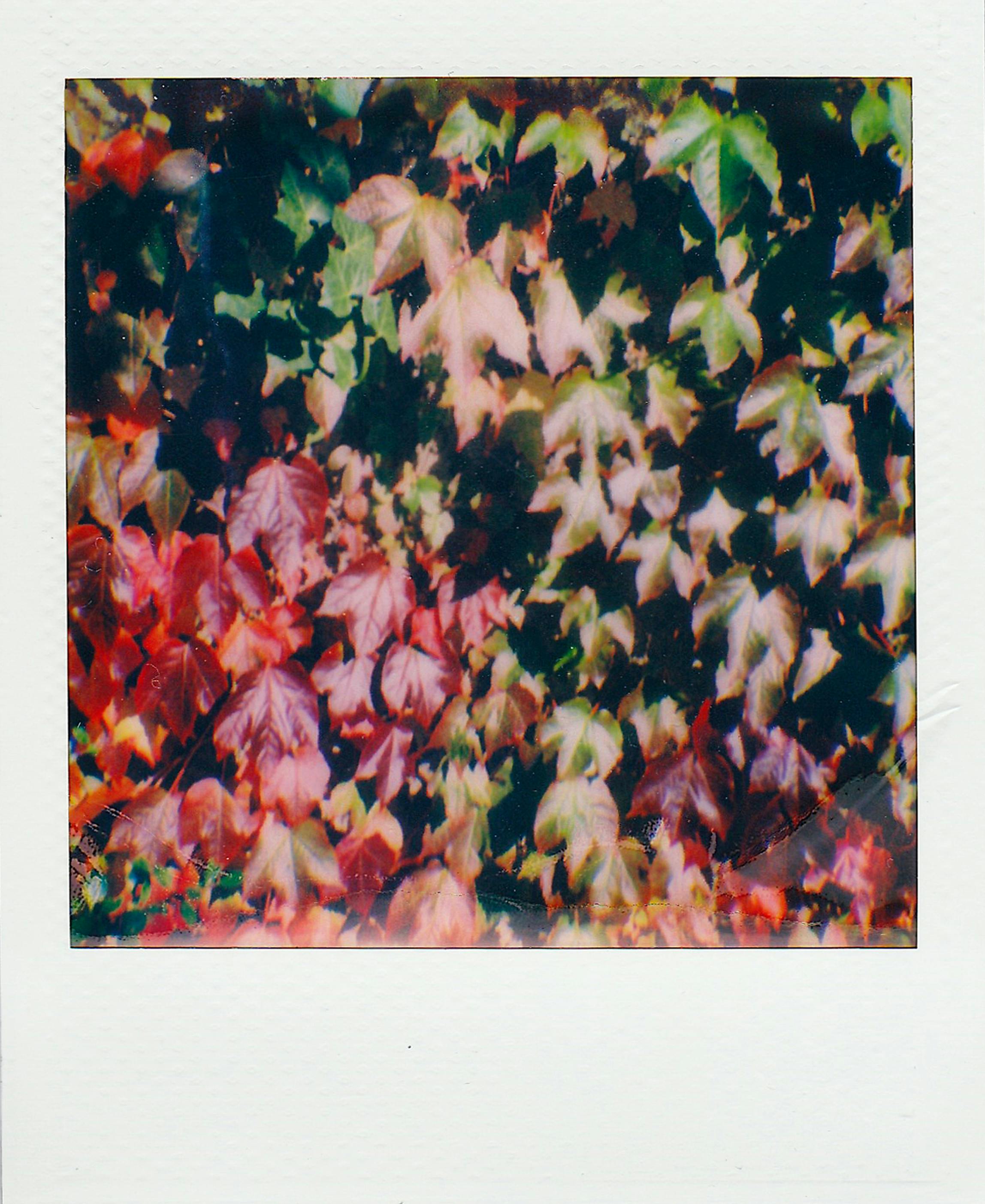 Polaroid Picture of Autumn Leaves · Free Stock Photo