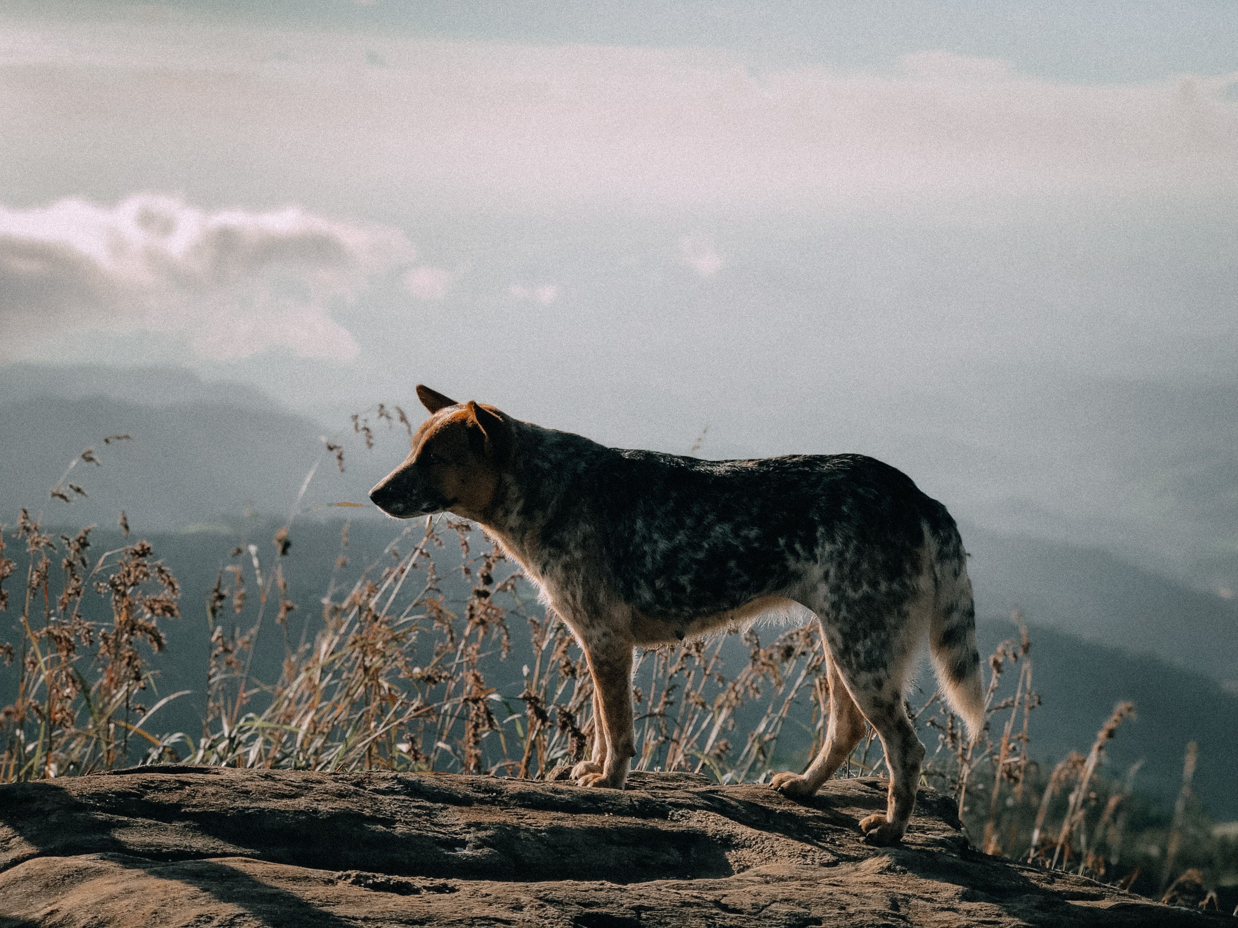 A Dog Standing on a Rock · Free Stock Photo