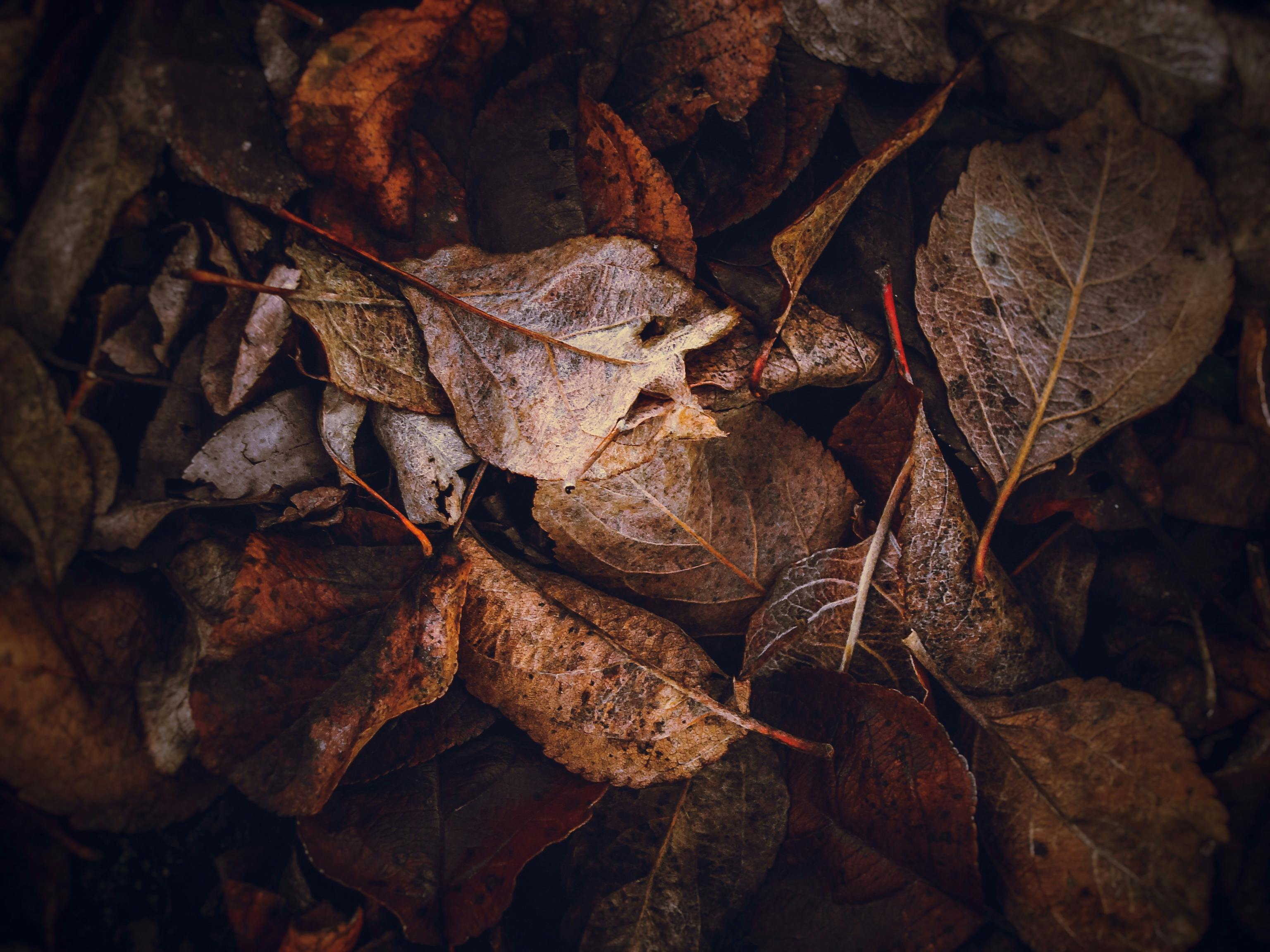 Close-up Photo of Dried Fallen Flower Petals · Free Stock Photo