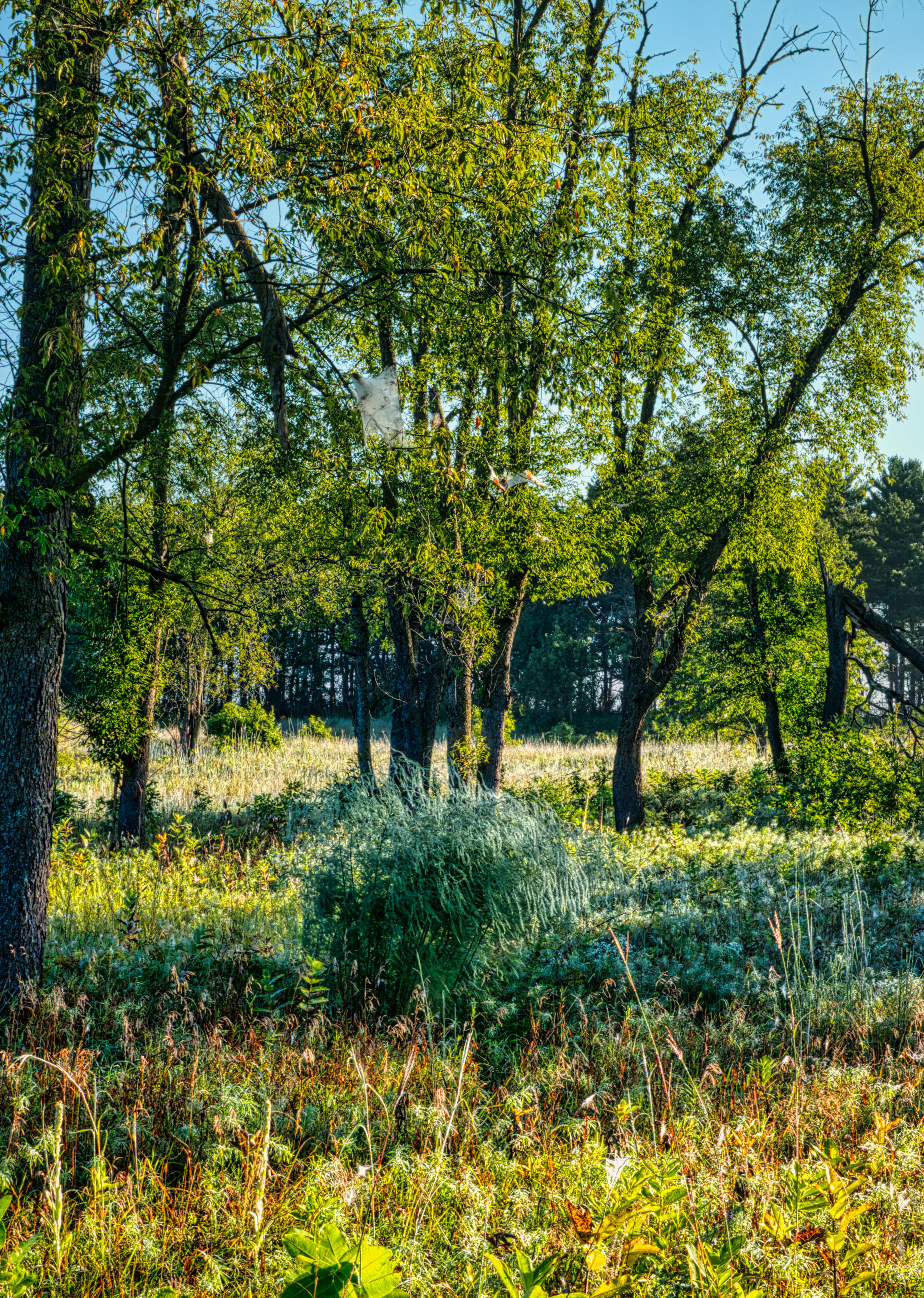 Trees and Bushes in Countryside · Free Stock Photo