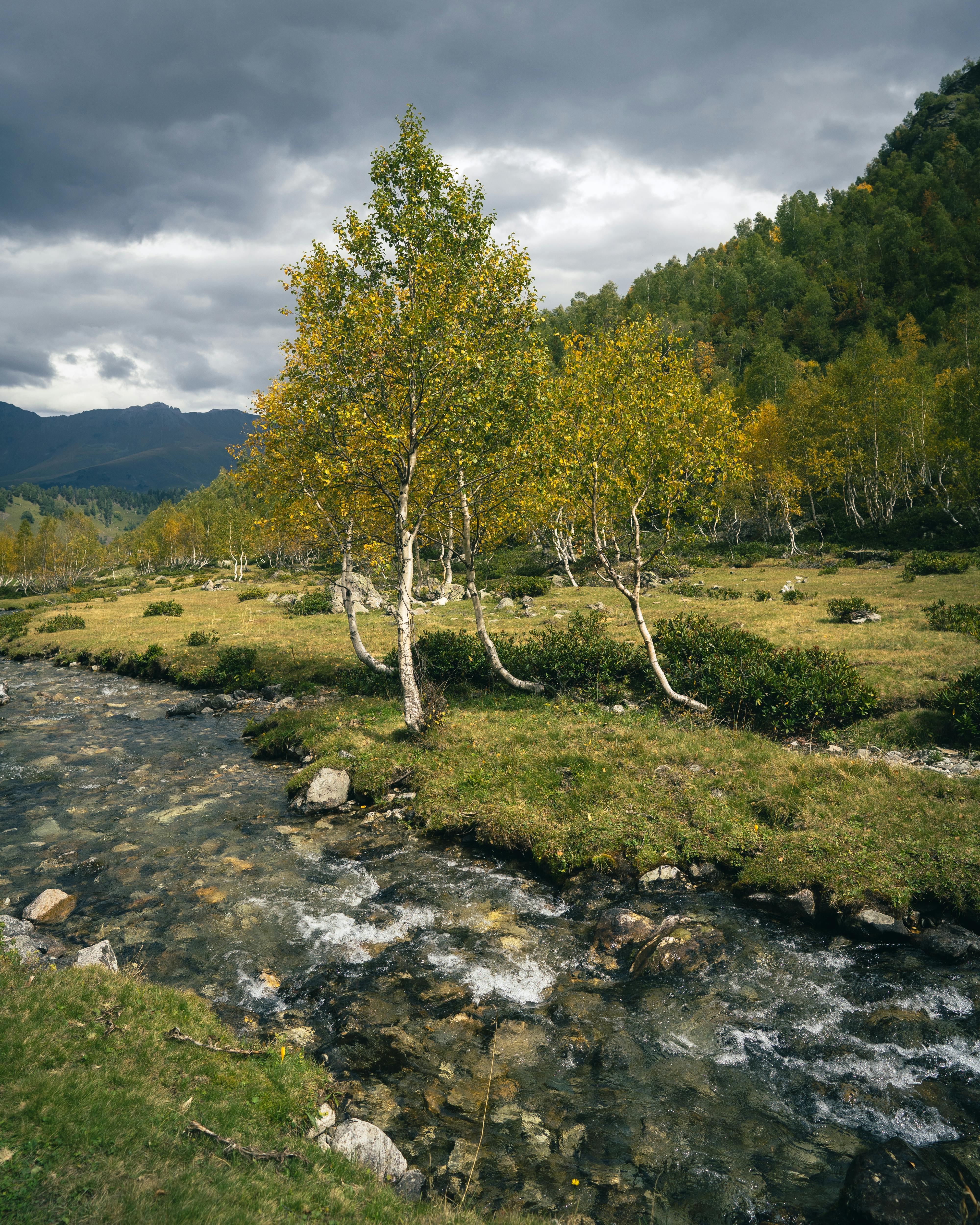 River flowing near a Tree · Free Stock Photo