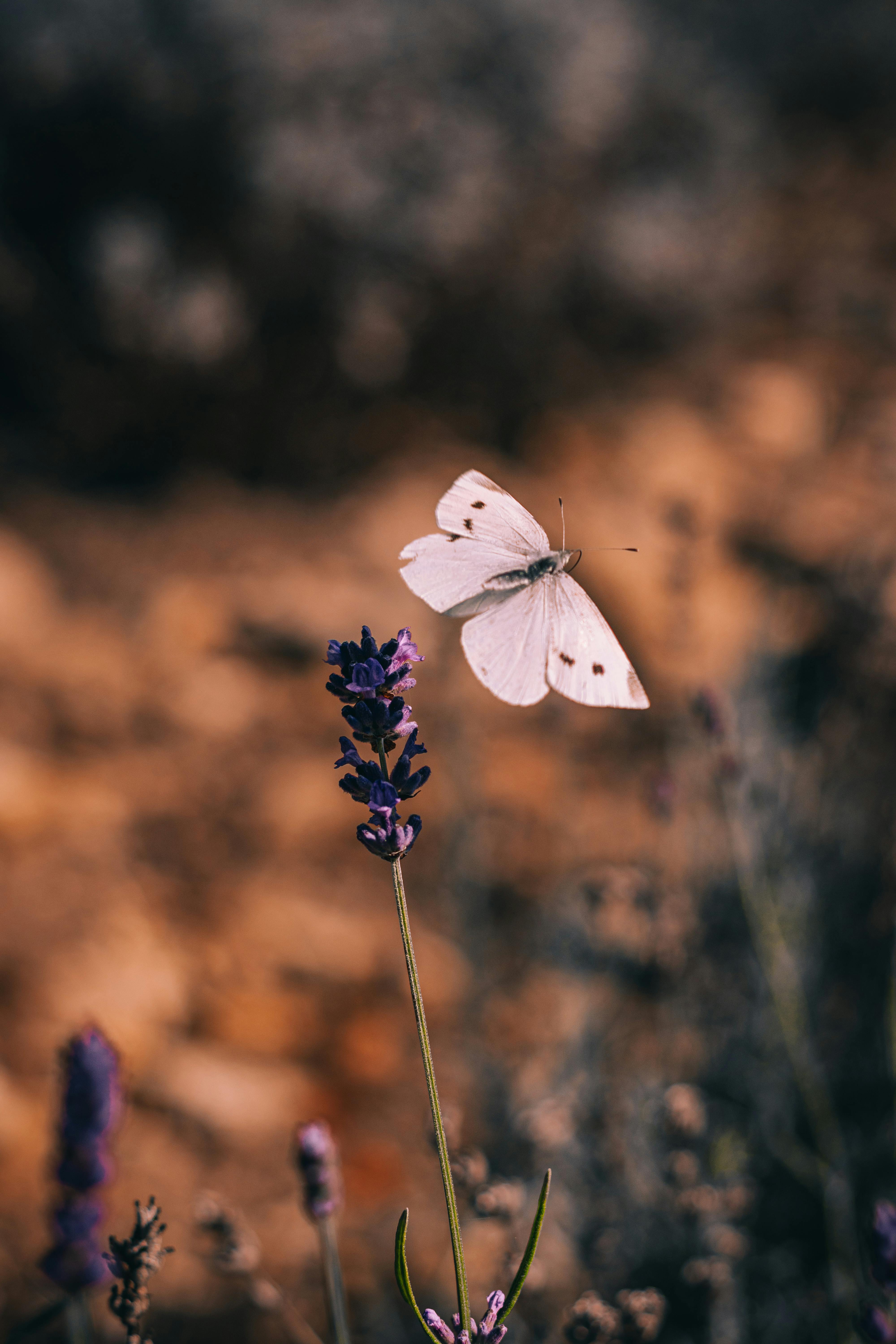 Butterfly Flying near Purple Flower · Free Stock Photo