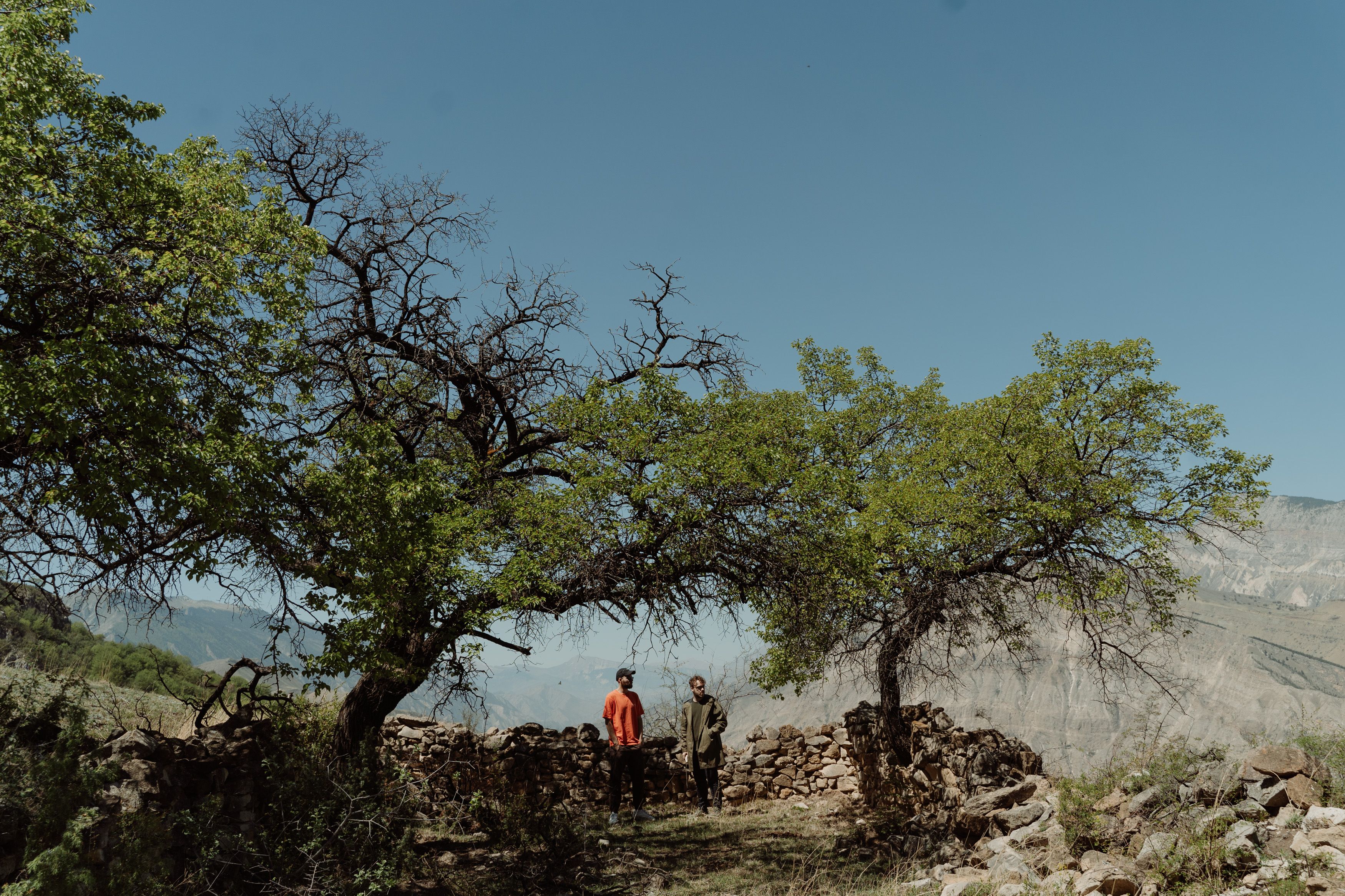 A Men Standing Together Under the Trees · Free Stock Photo
