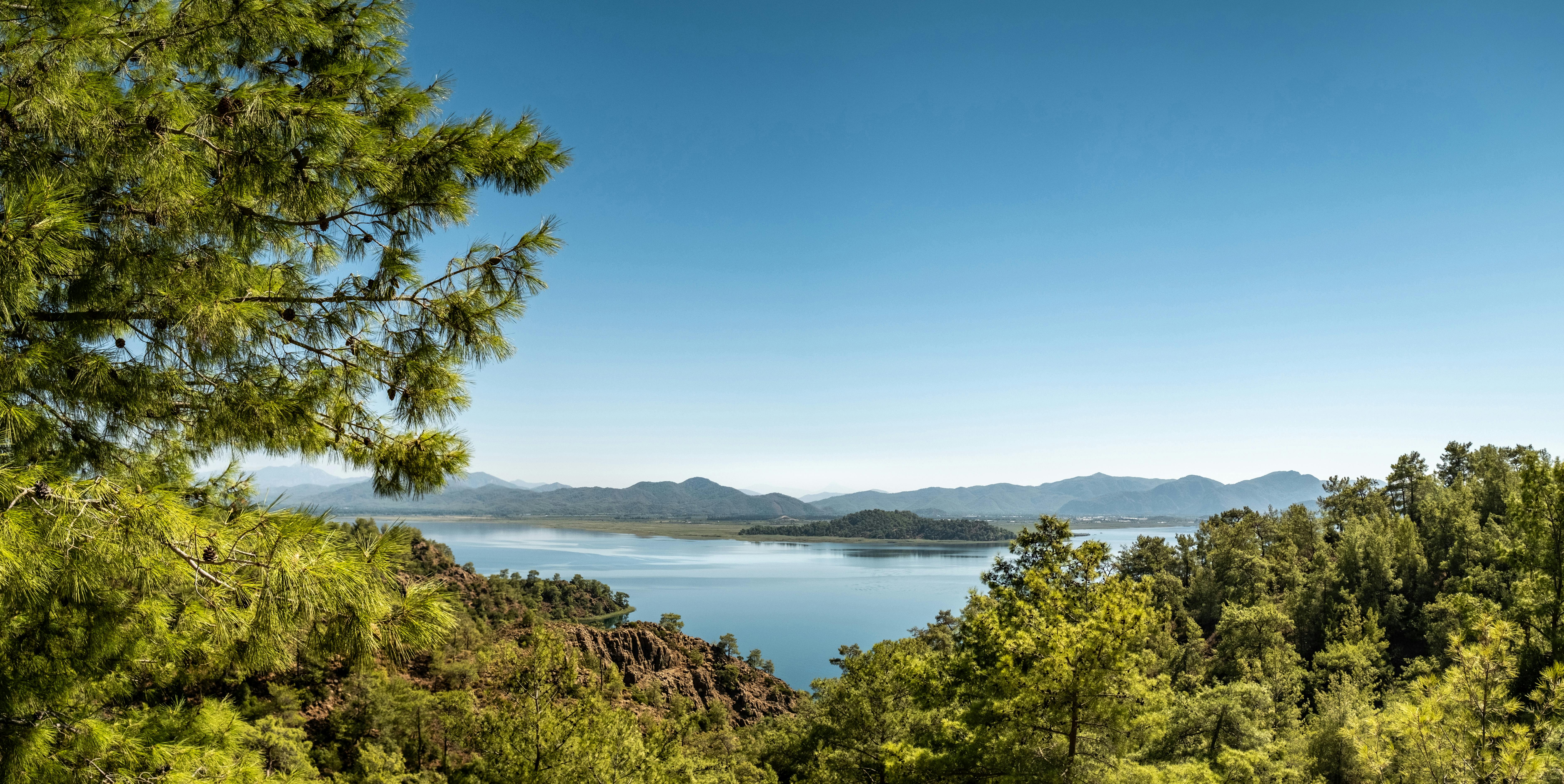 A View of a Trees and Lake · Free Stock Photo