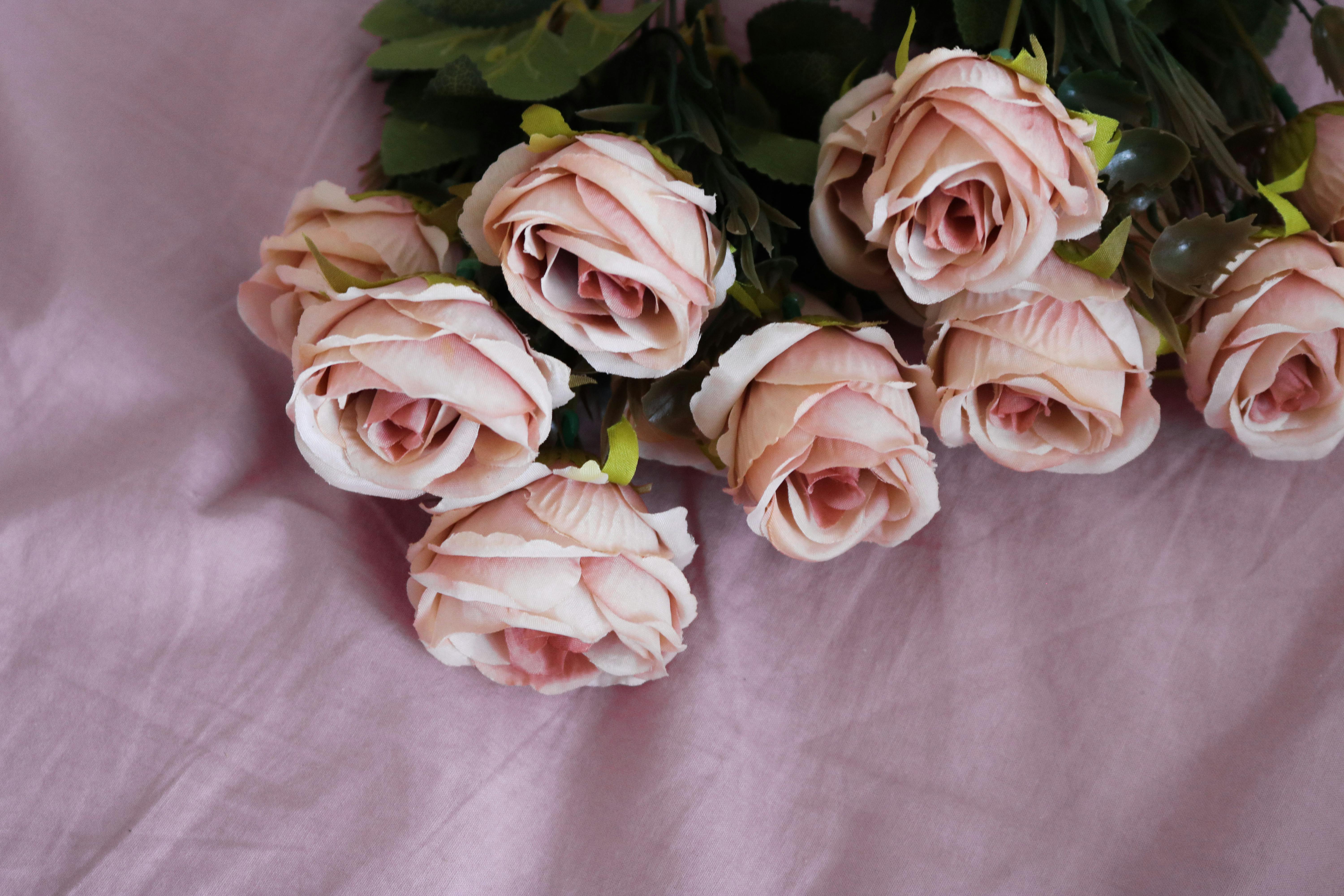 Close-up Photo of Elegant Pink Roses · Free Stock Photo