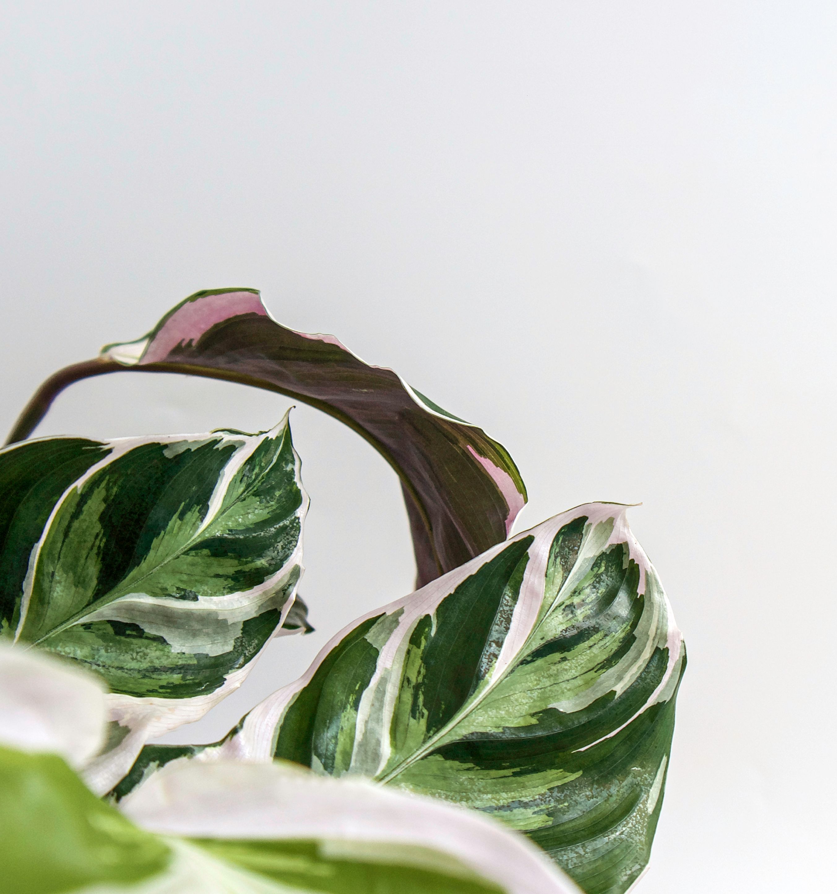 Close-up Photo of Snake Leaf Plant · Free Stock Photo
